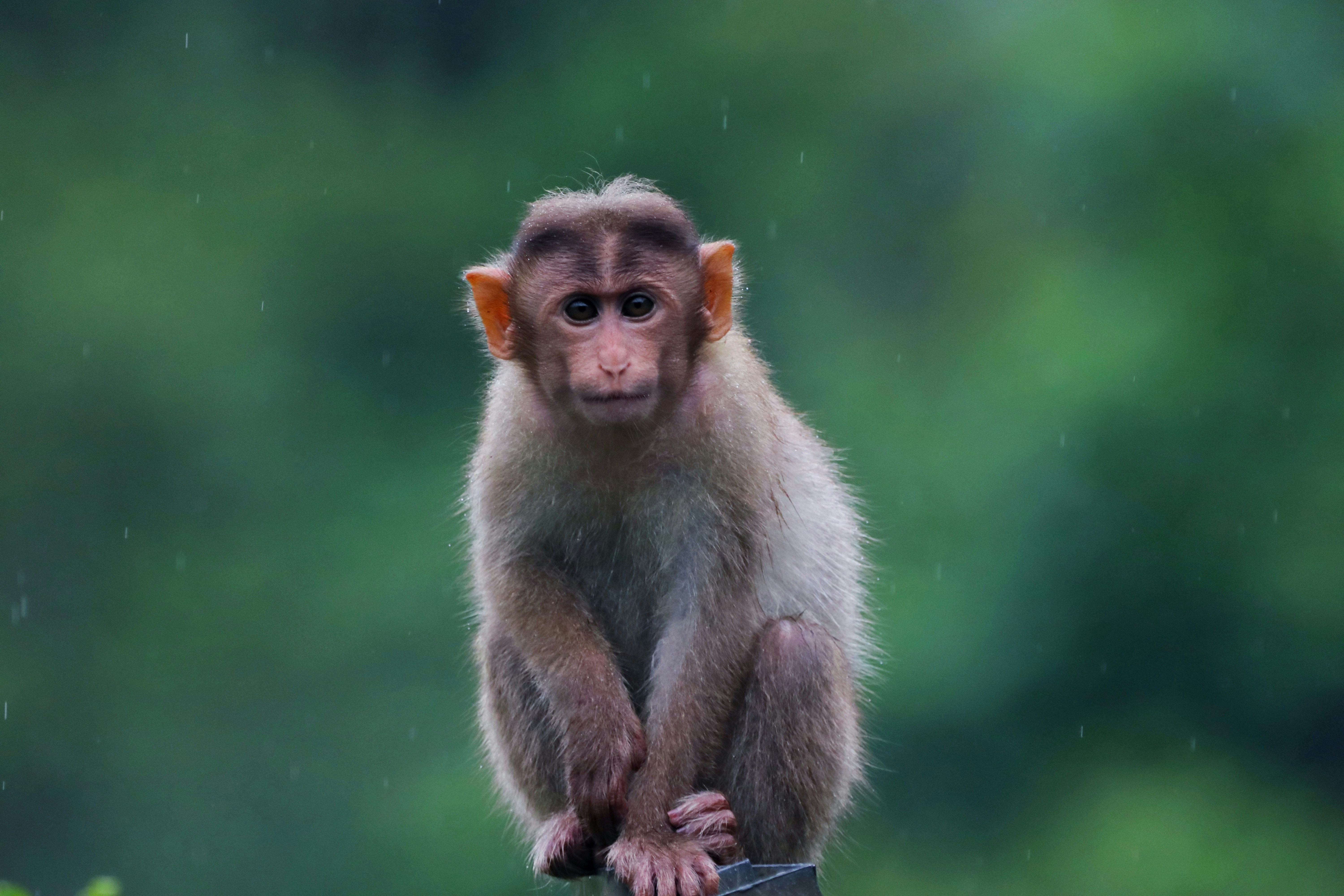 A monkey sitting on top of a tree branch photo – Free Monkey Image on ...