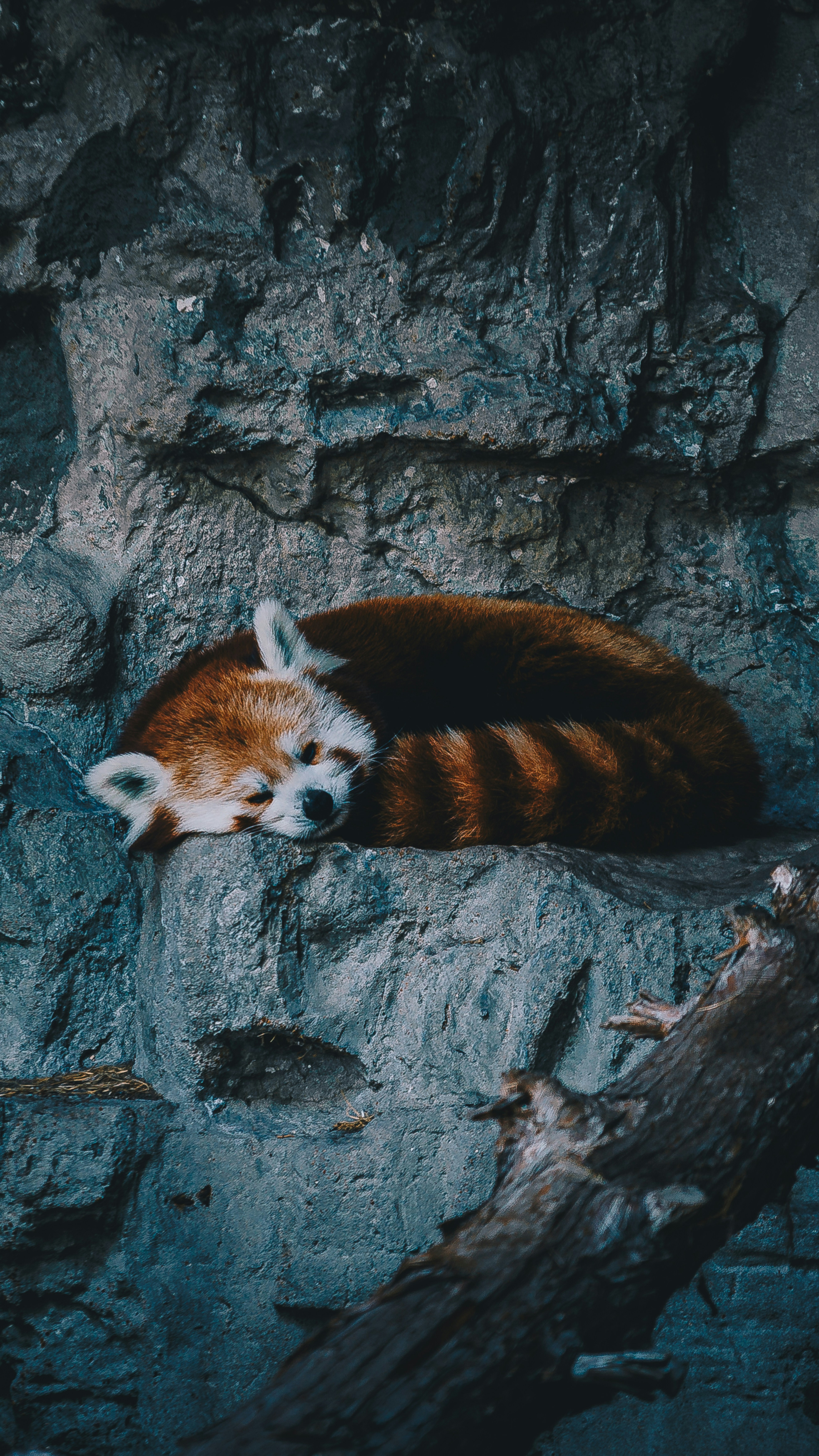 Slumber in a Stone Nook: A Red Panda's Quiet Repose