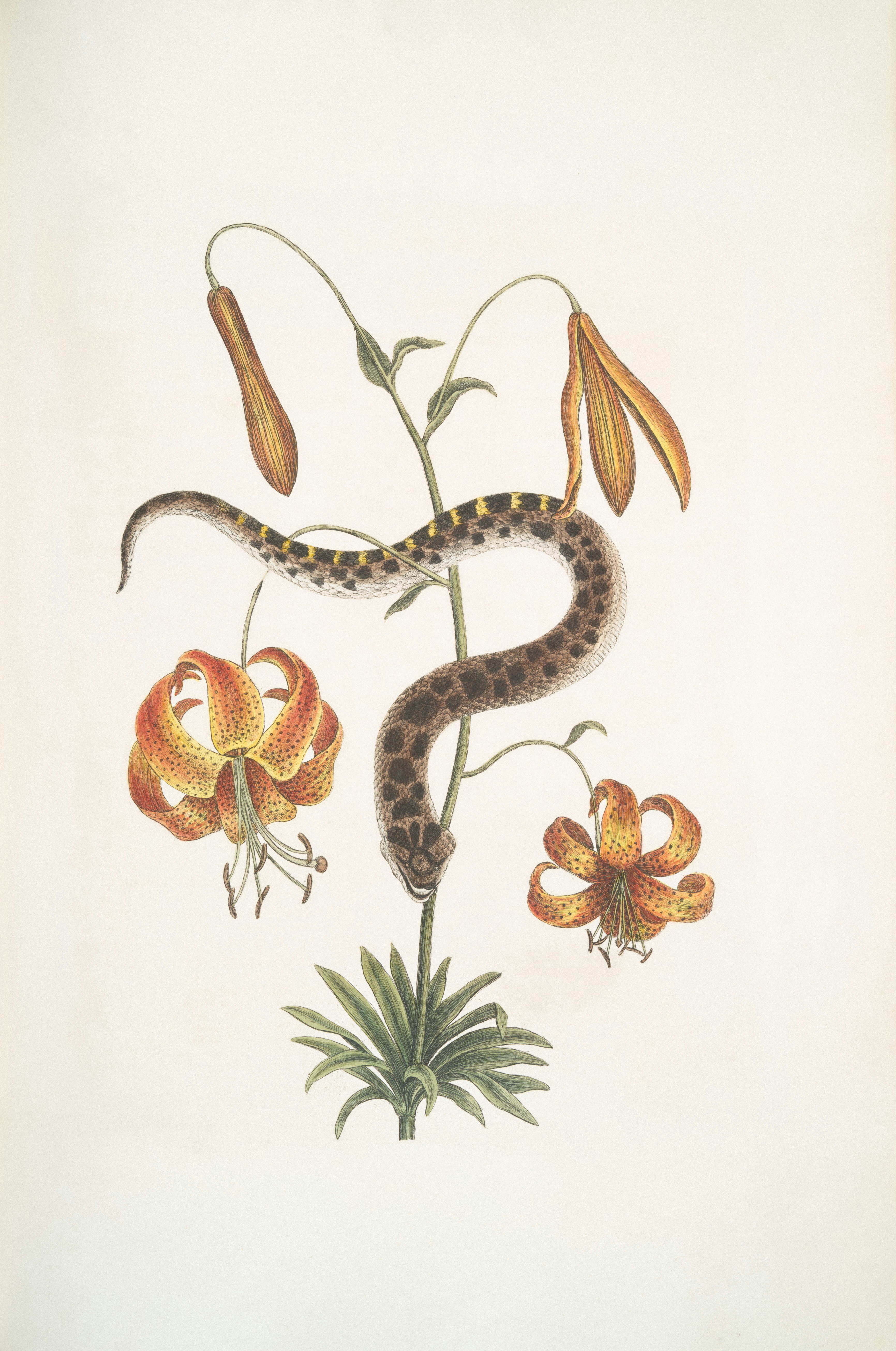 A drawing of a snake and flowers on a white background photo – Free ...