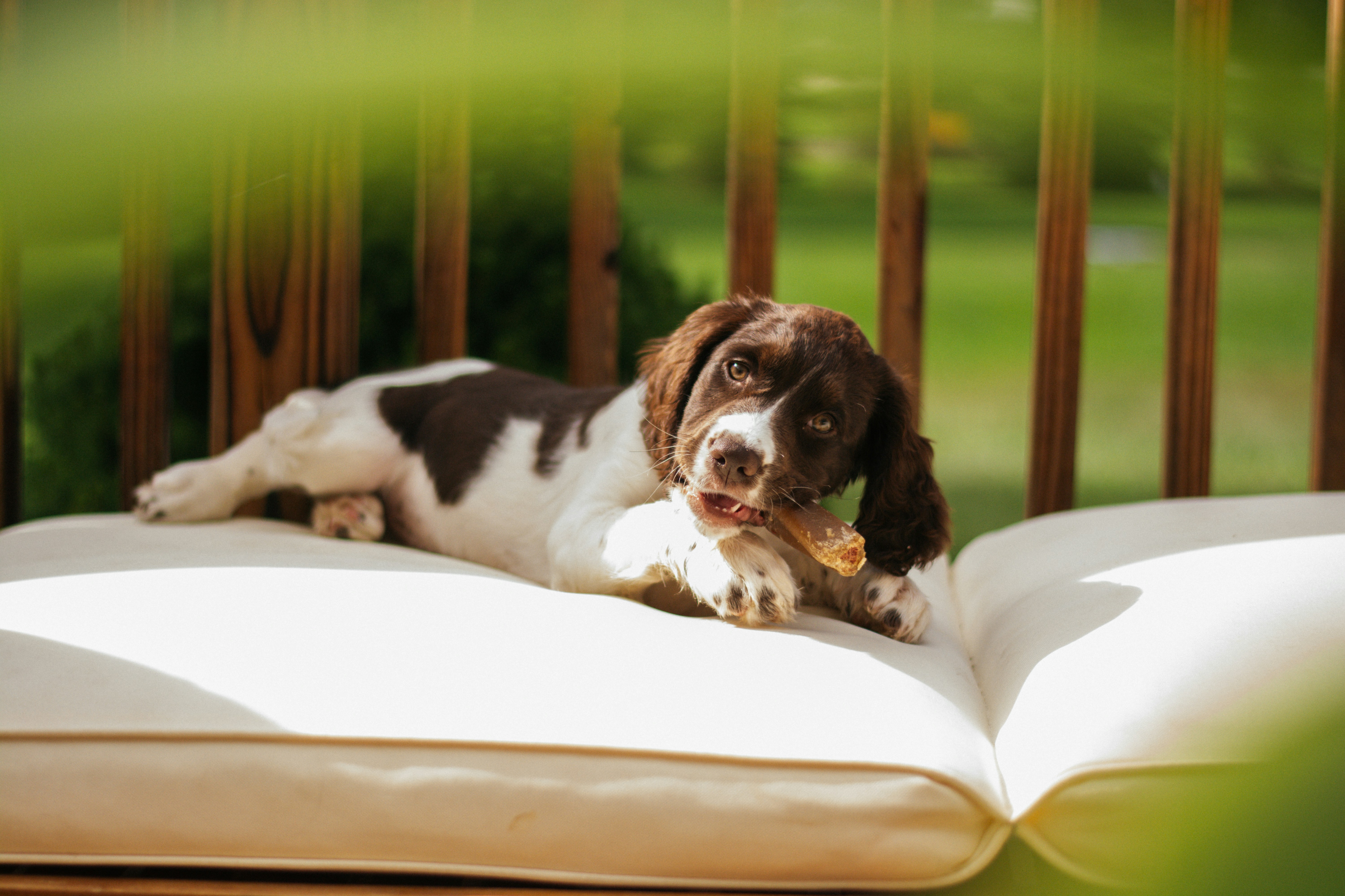 A brown and white dog laying on top of an open book photo – Free Dog ...