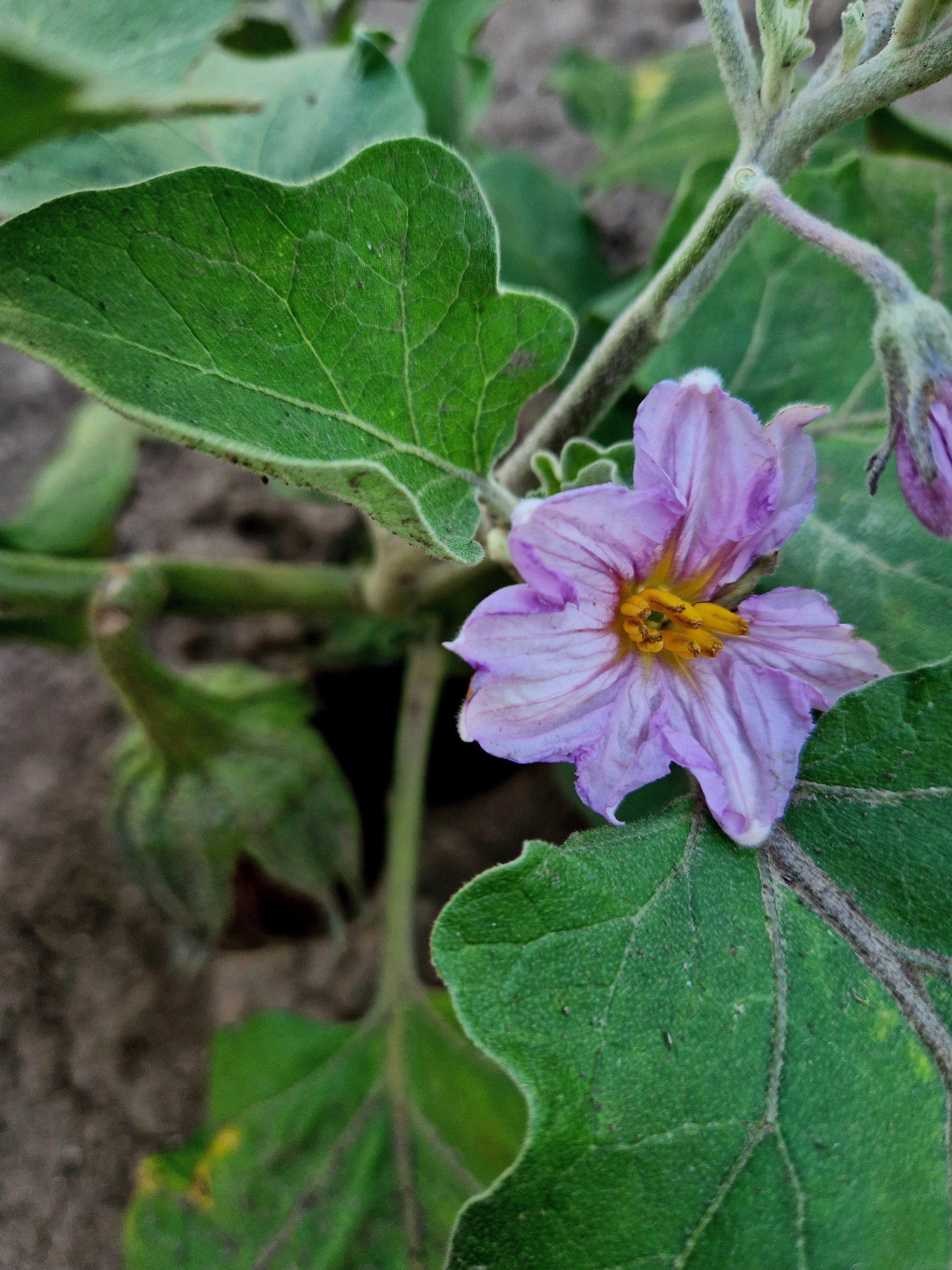 Lilac Bloom on Velvet Green: Close-Up of a Pink-Purple Flower