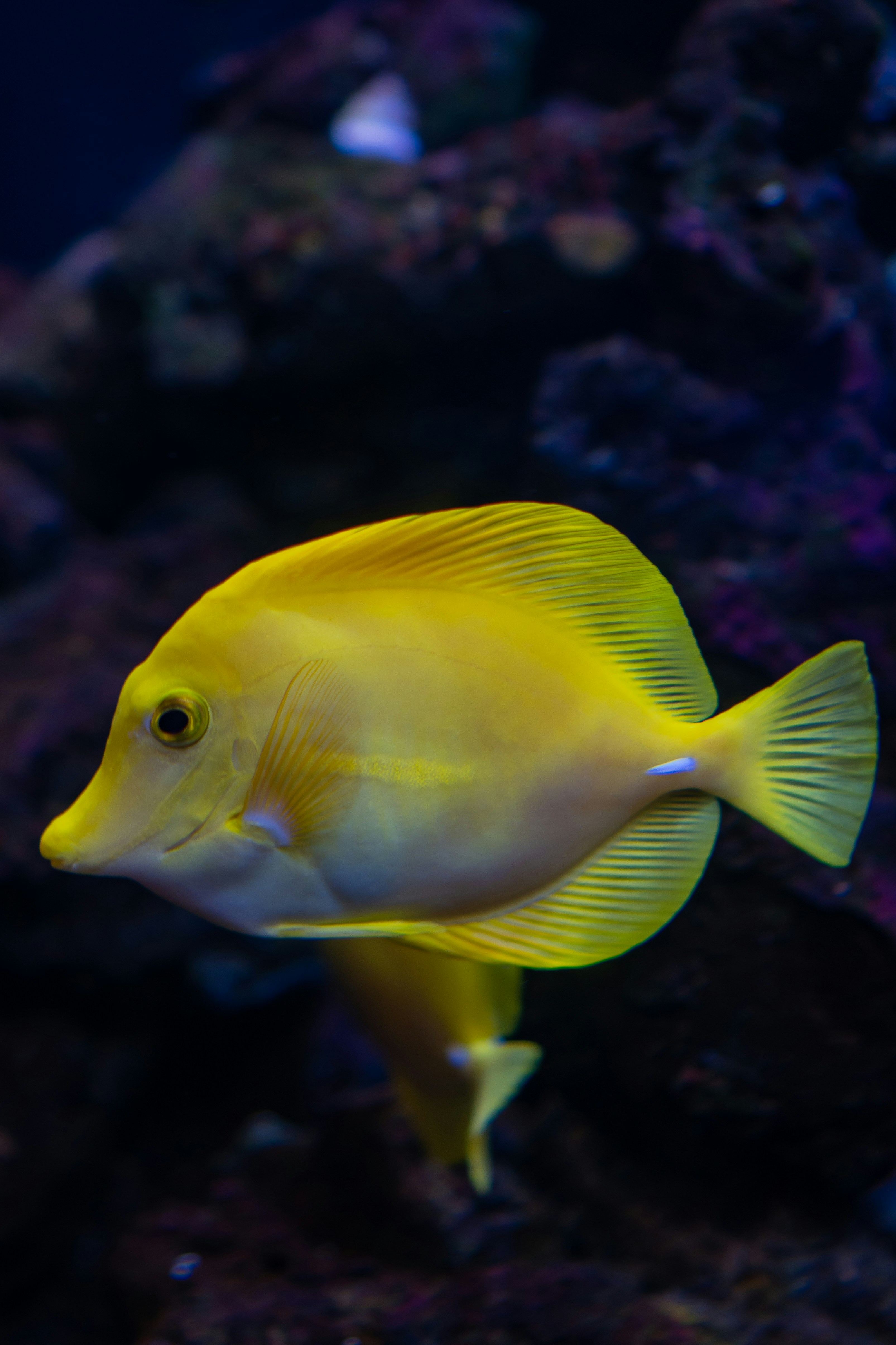 A yellow fish is swimming in an aquarium photo – Free Museum campus ...