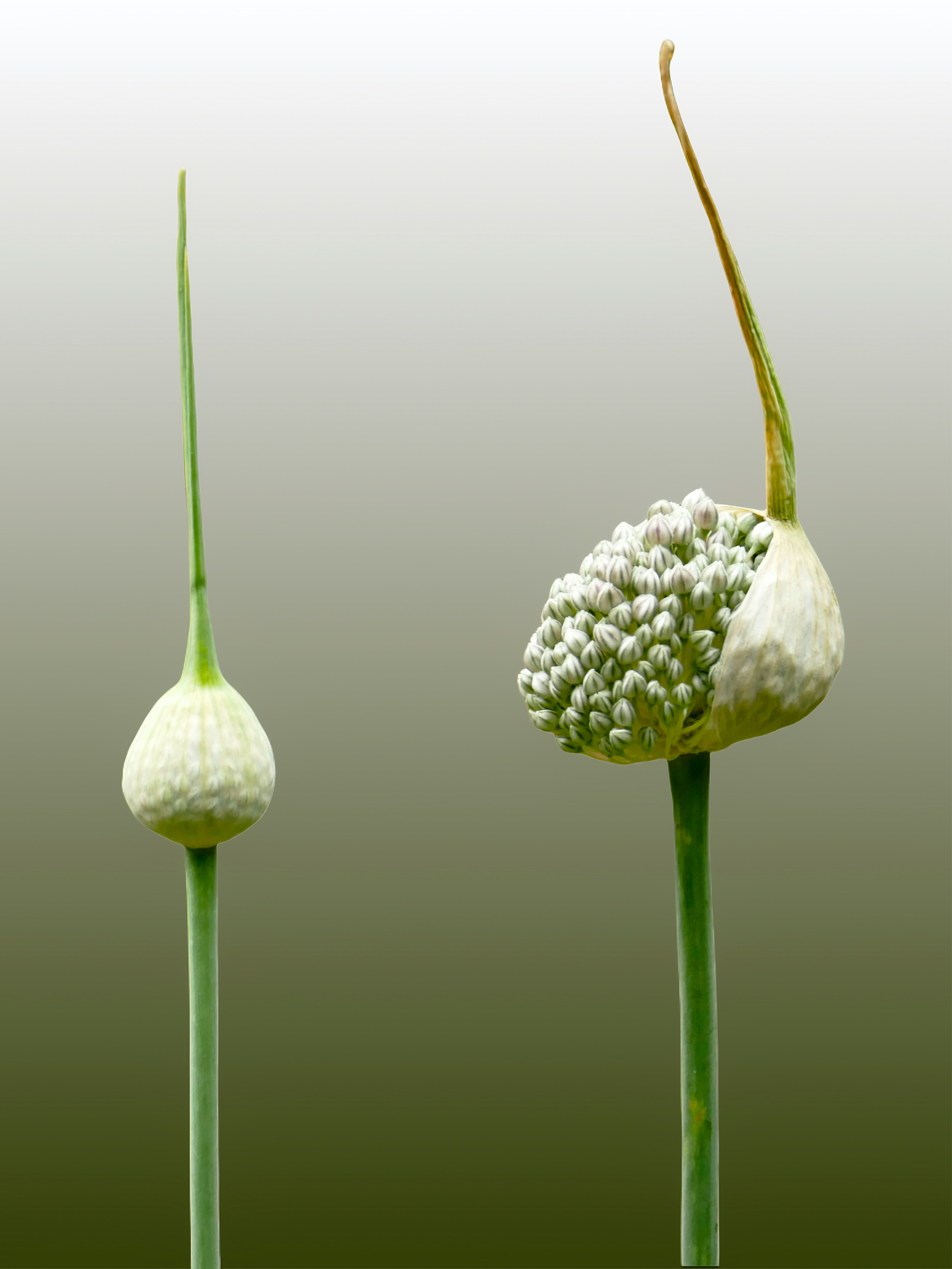 Three different types of flowers on a white background photo – Free ...