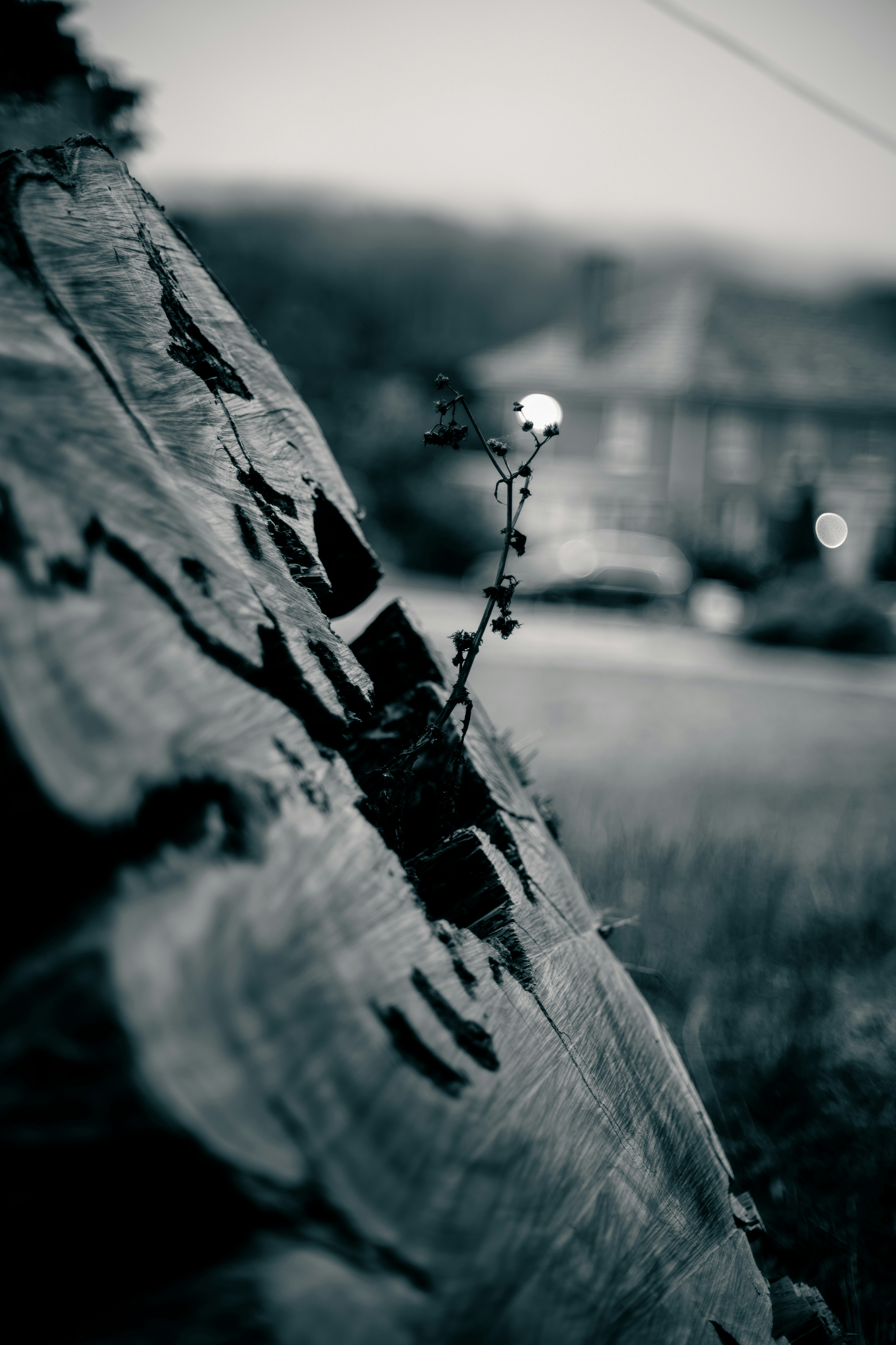 Tiny Bud Clings to a Weathered Stump as the City Hums in the Background
