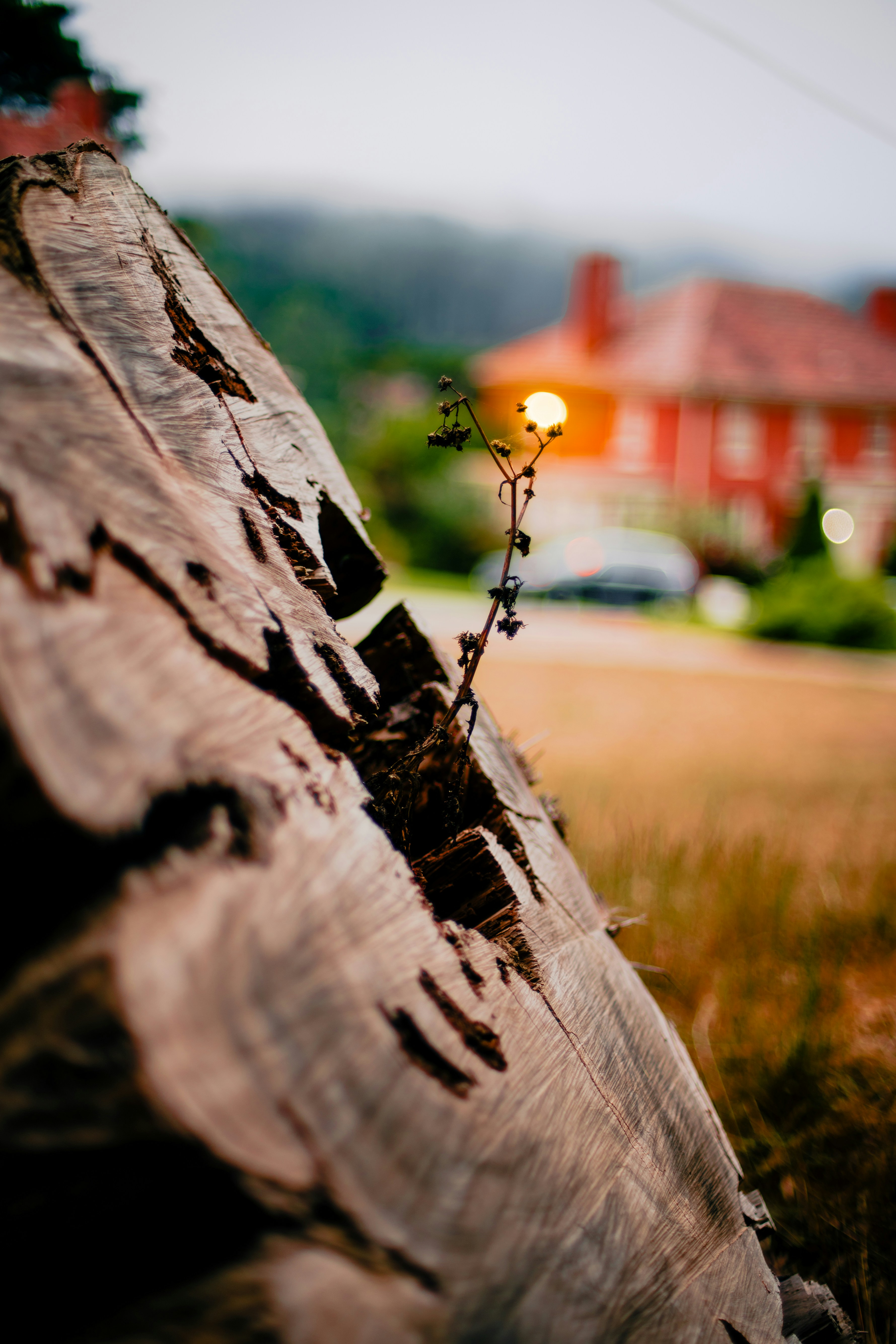 Tiny Sprout on a Weathered Log, Backlit by a Quiet Suburban Glow