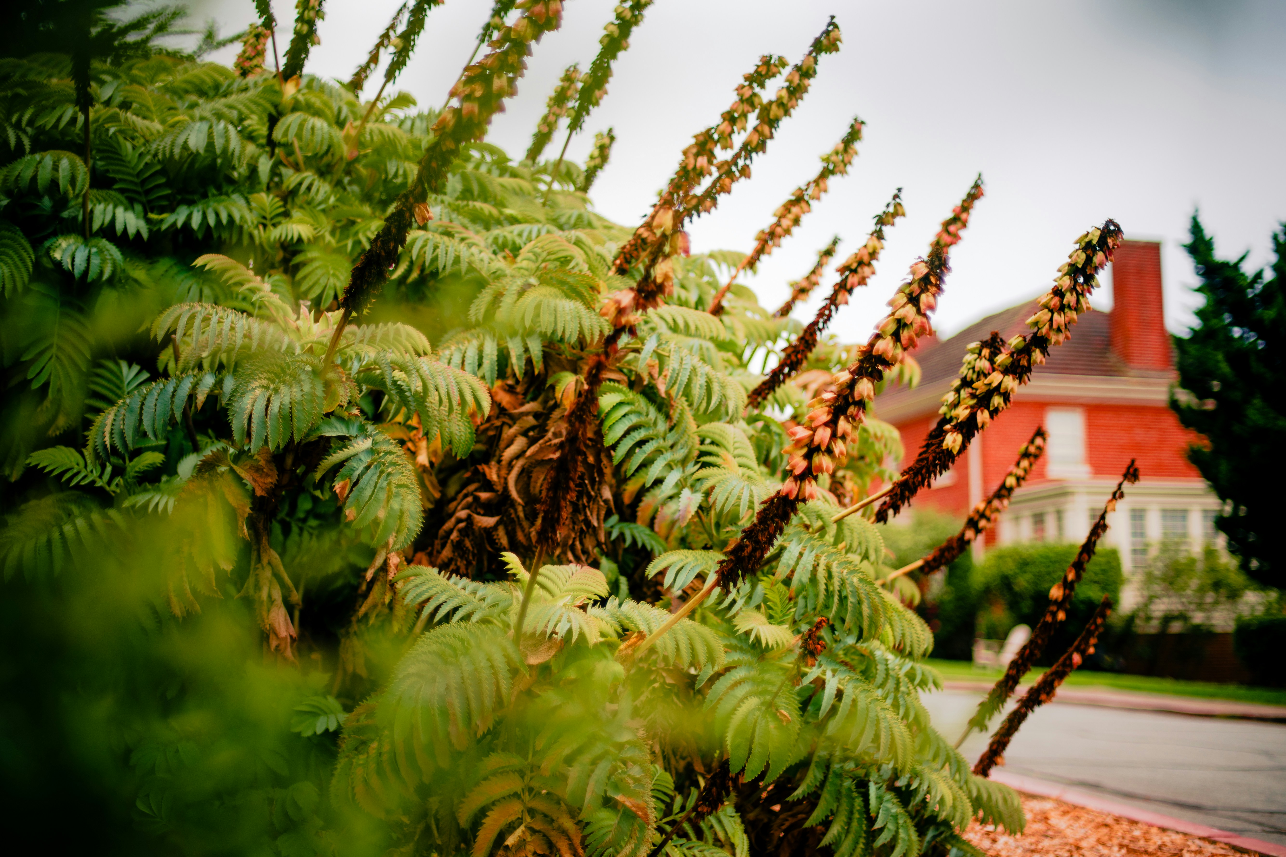 Un bouquet de plantes vertes devant une maison photo – Image gratuite ...