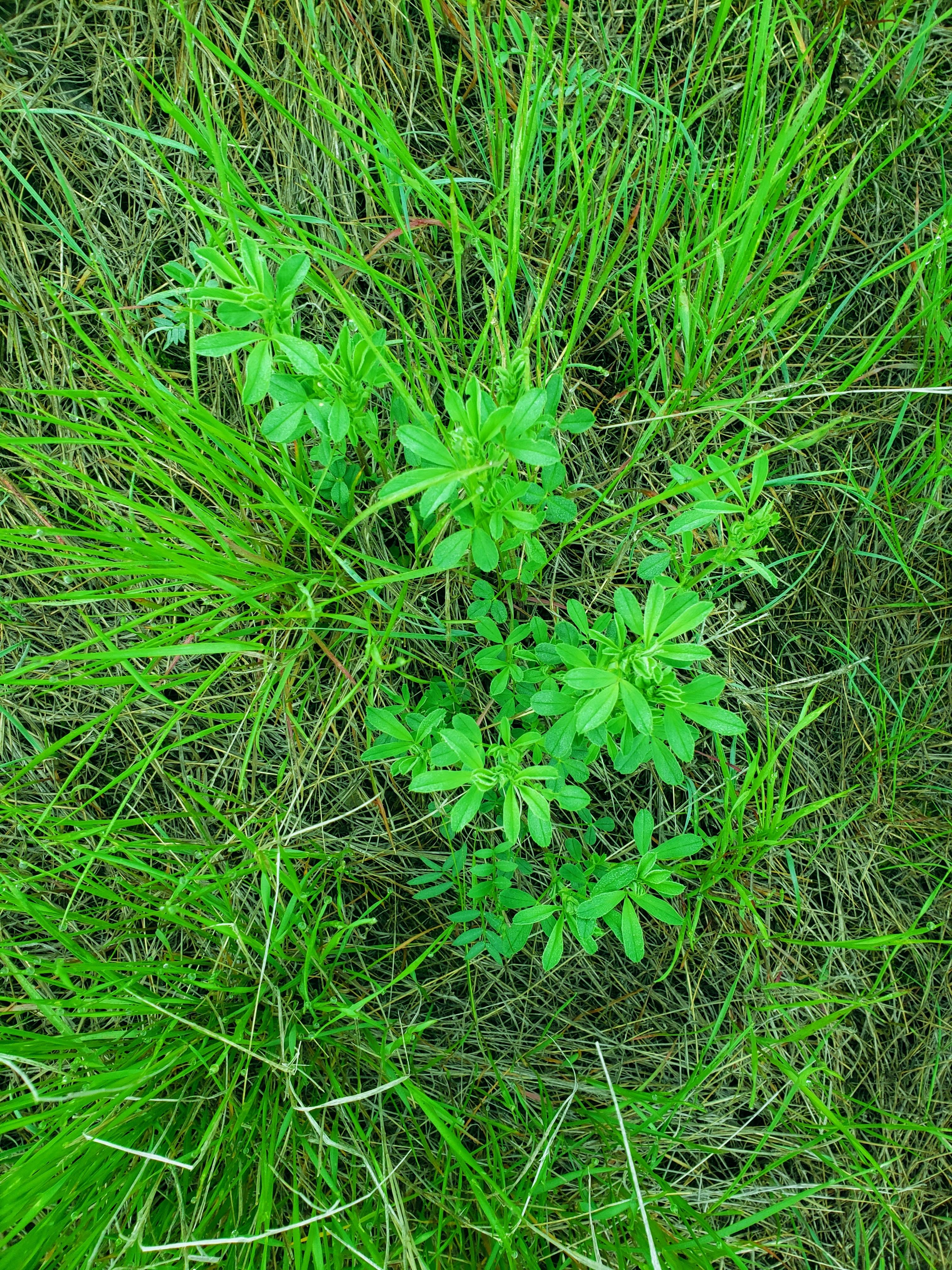 Verdant Microcosm: Central Shoots Rising in a Meadow of Grass