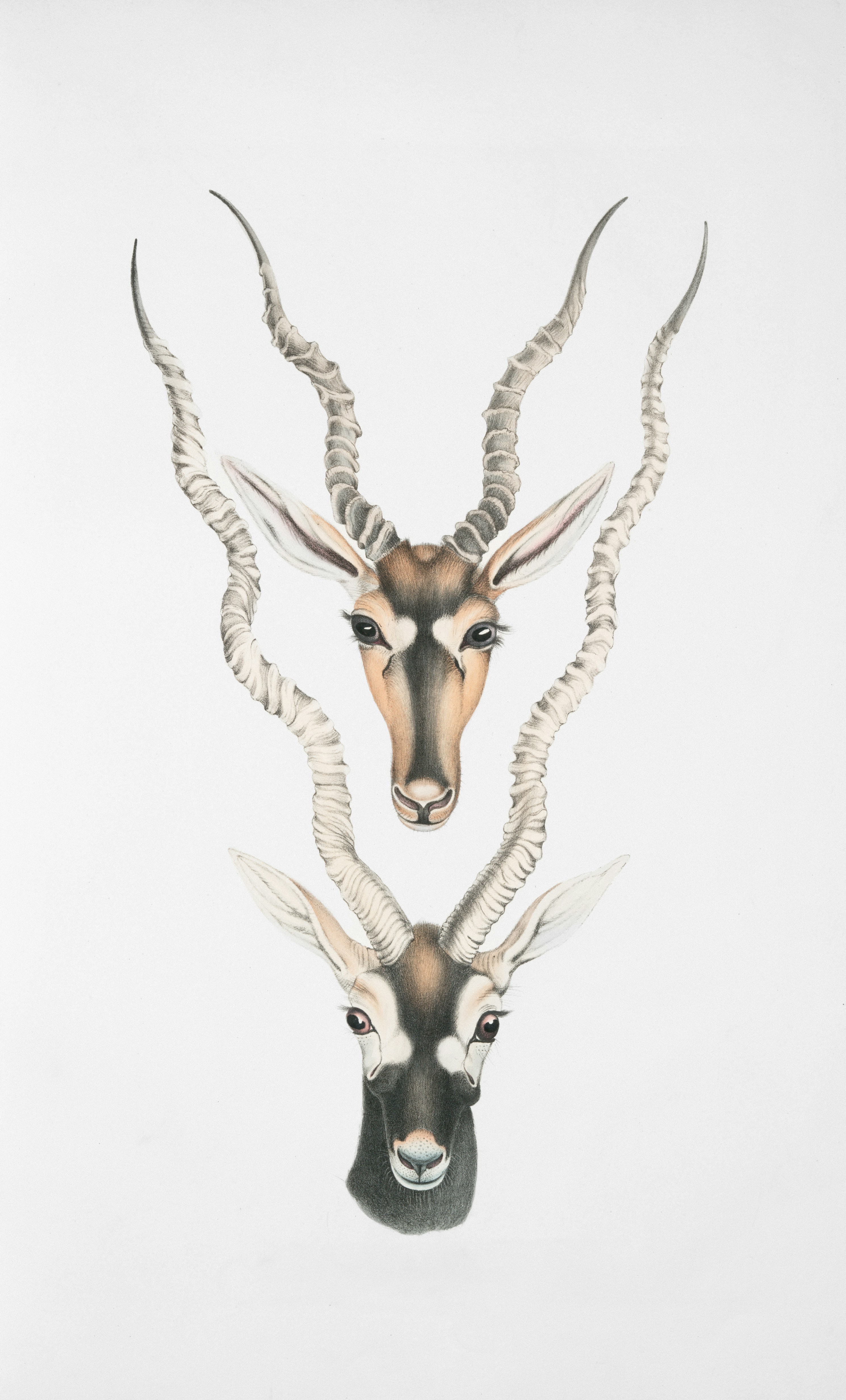 A painting of two antelope heads with long horns photo – Free Archival ...