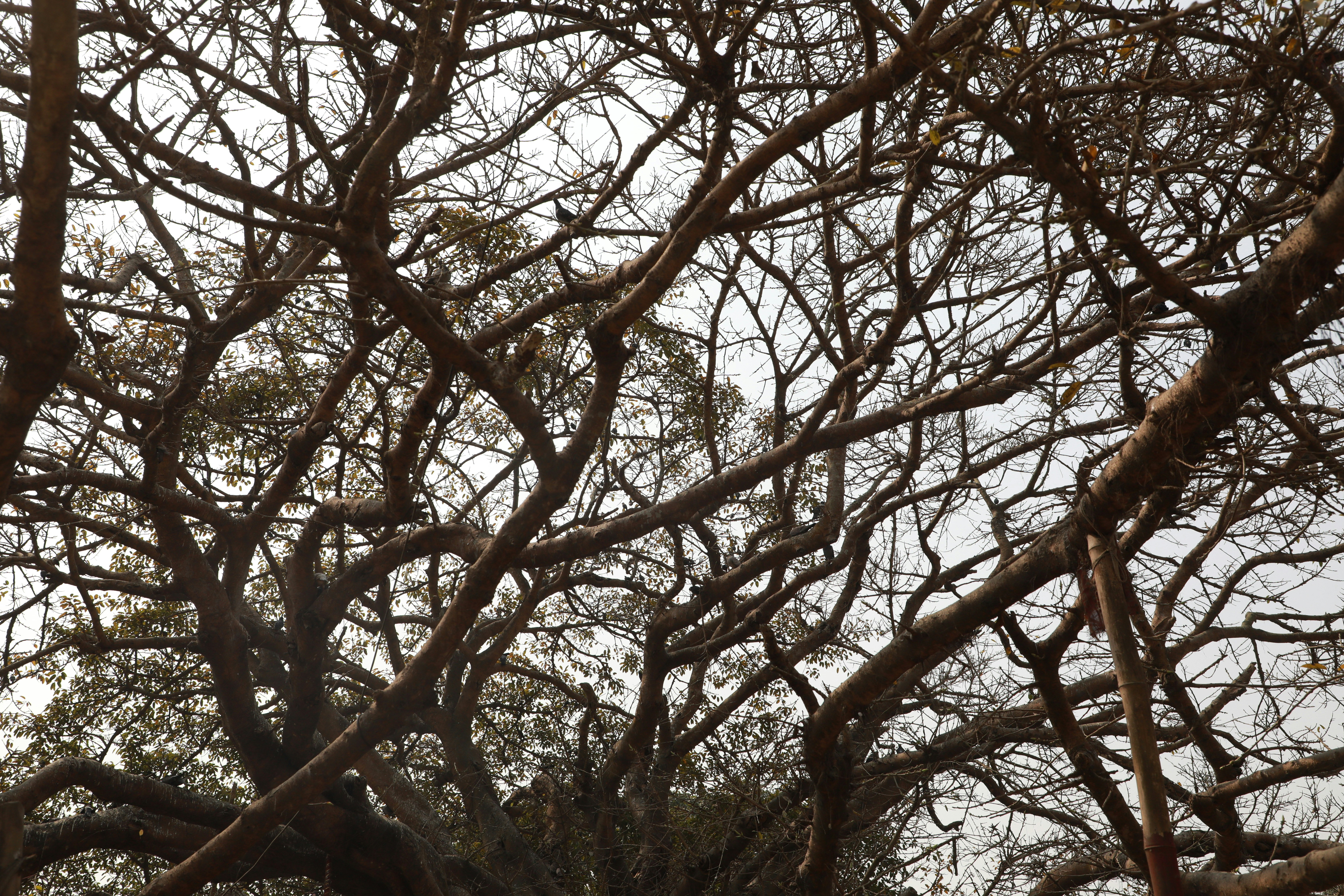 Branch Web Under a Pale Winter Sky