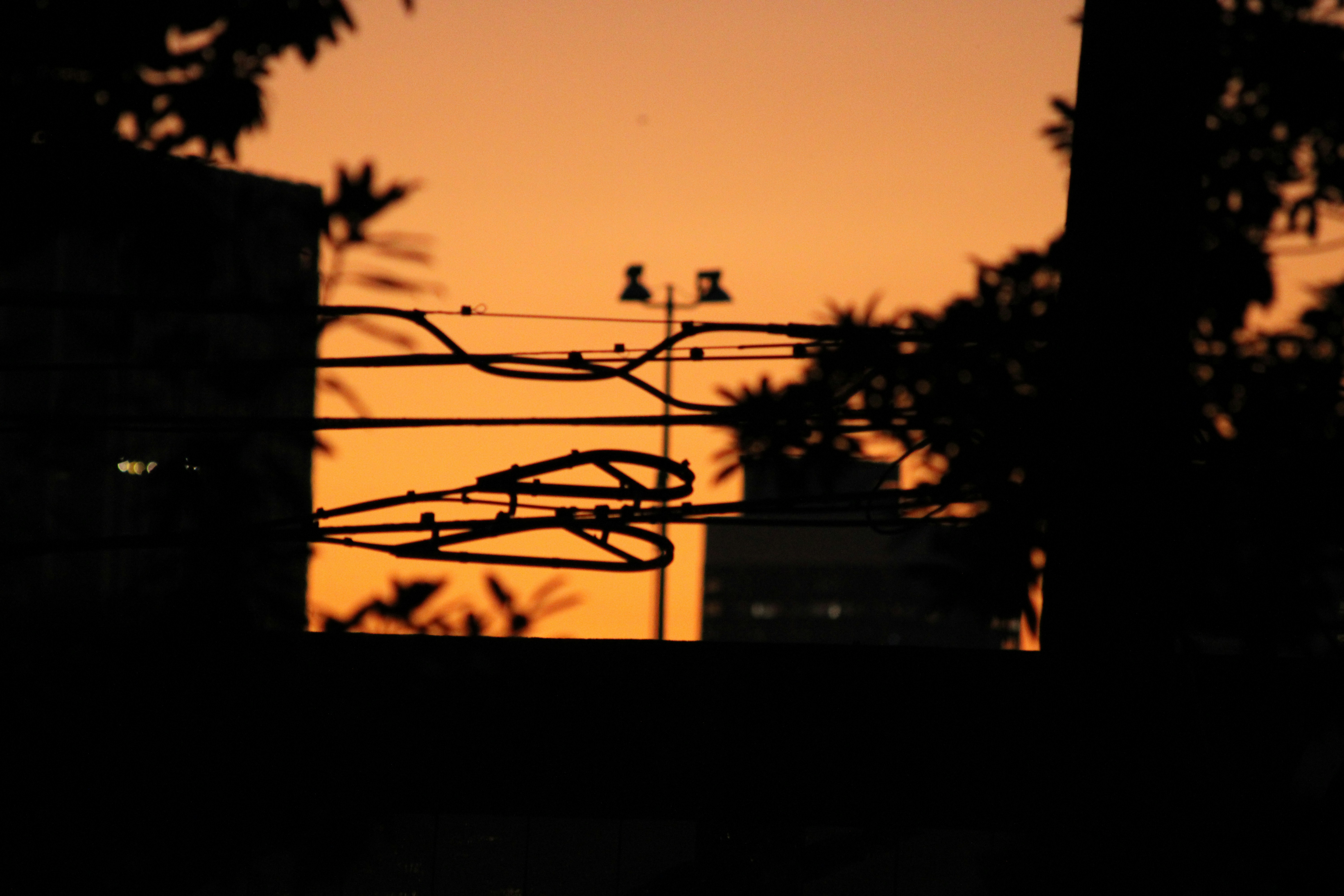 Copper Horizon: Silhouettes of Palms and Wires at Dusk