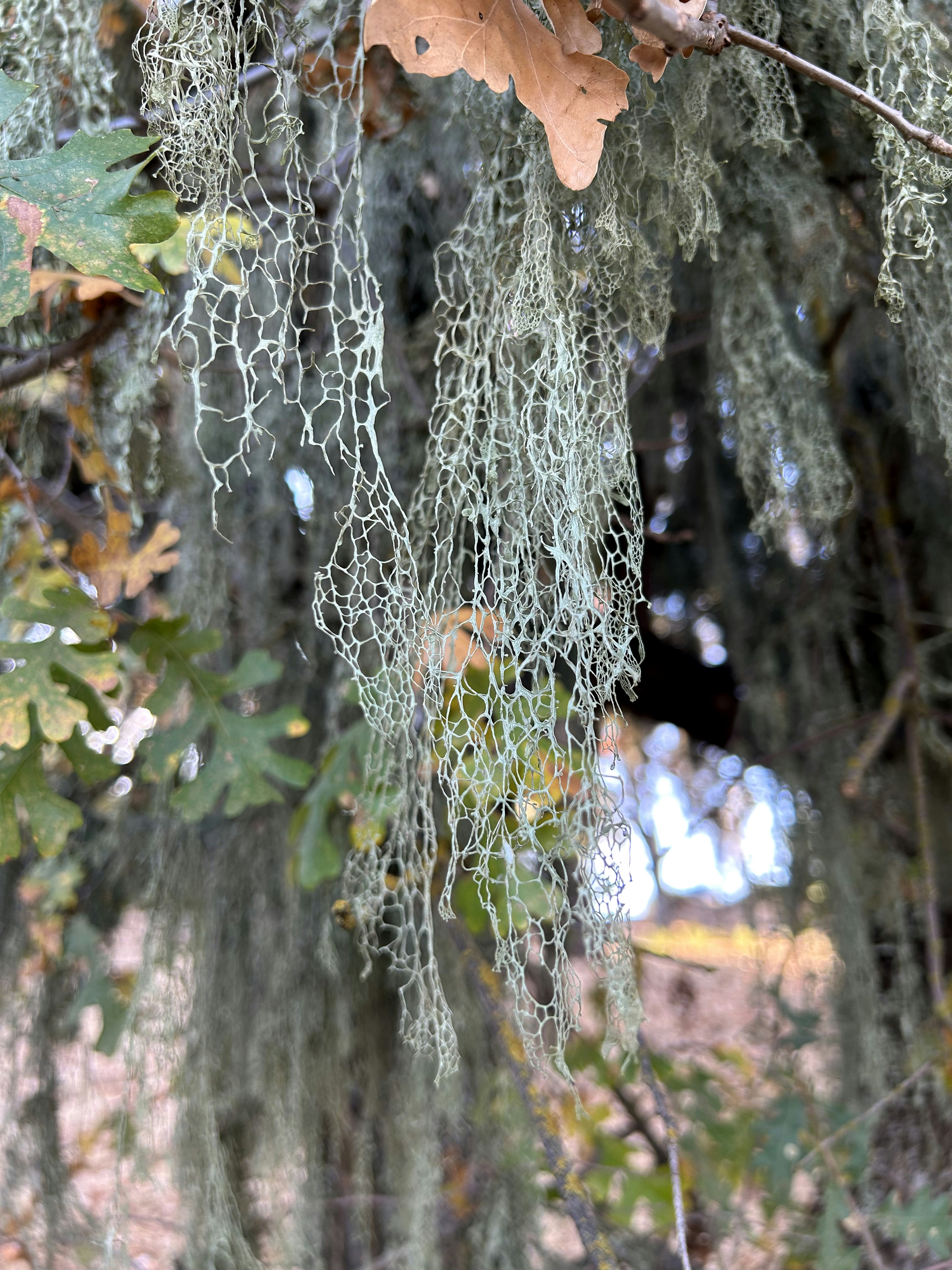 Veil of Moss and Lace: Hanging Lichen in Dappled Autumn Light