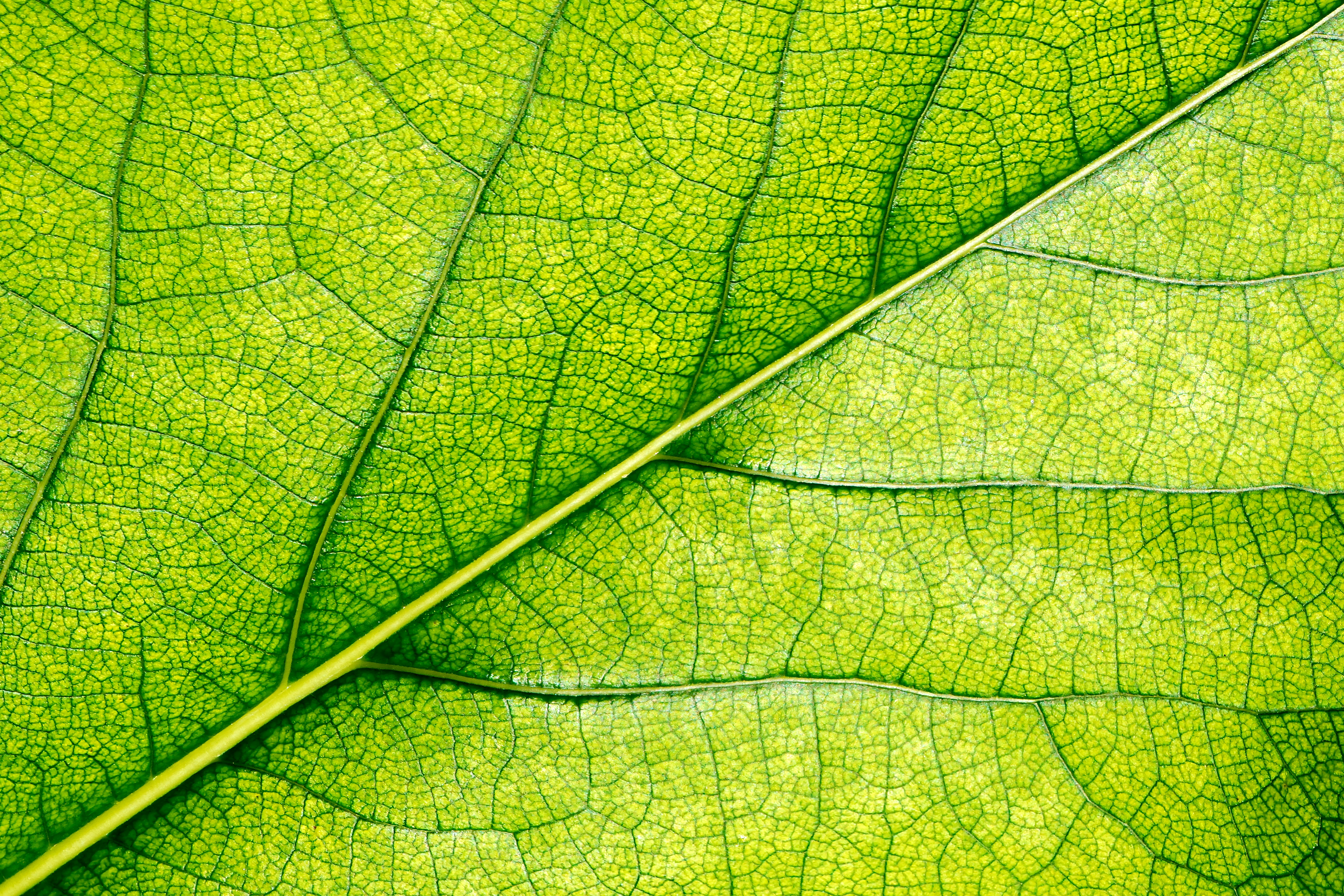 Sample photo from Sony Alpha 7R IV