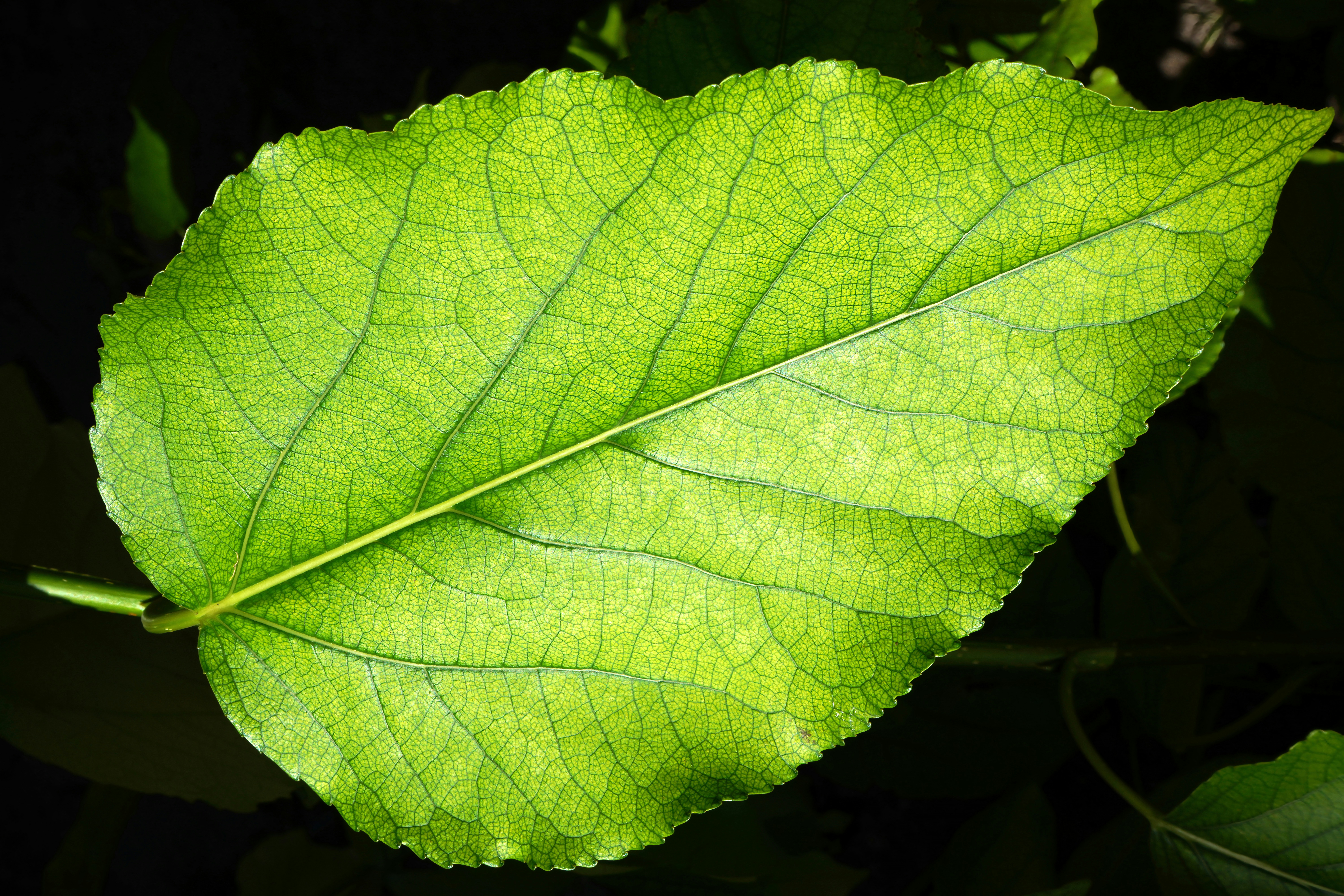 The intricate beauty of a leaf... A high resolution 60Mpix shot taken while testing a Sony A7RIV camera. Wrocław, PolandTadeusz Zachwieja
