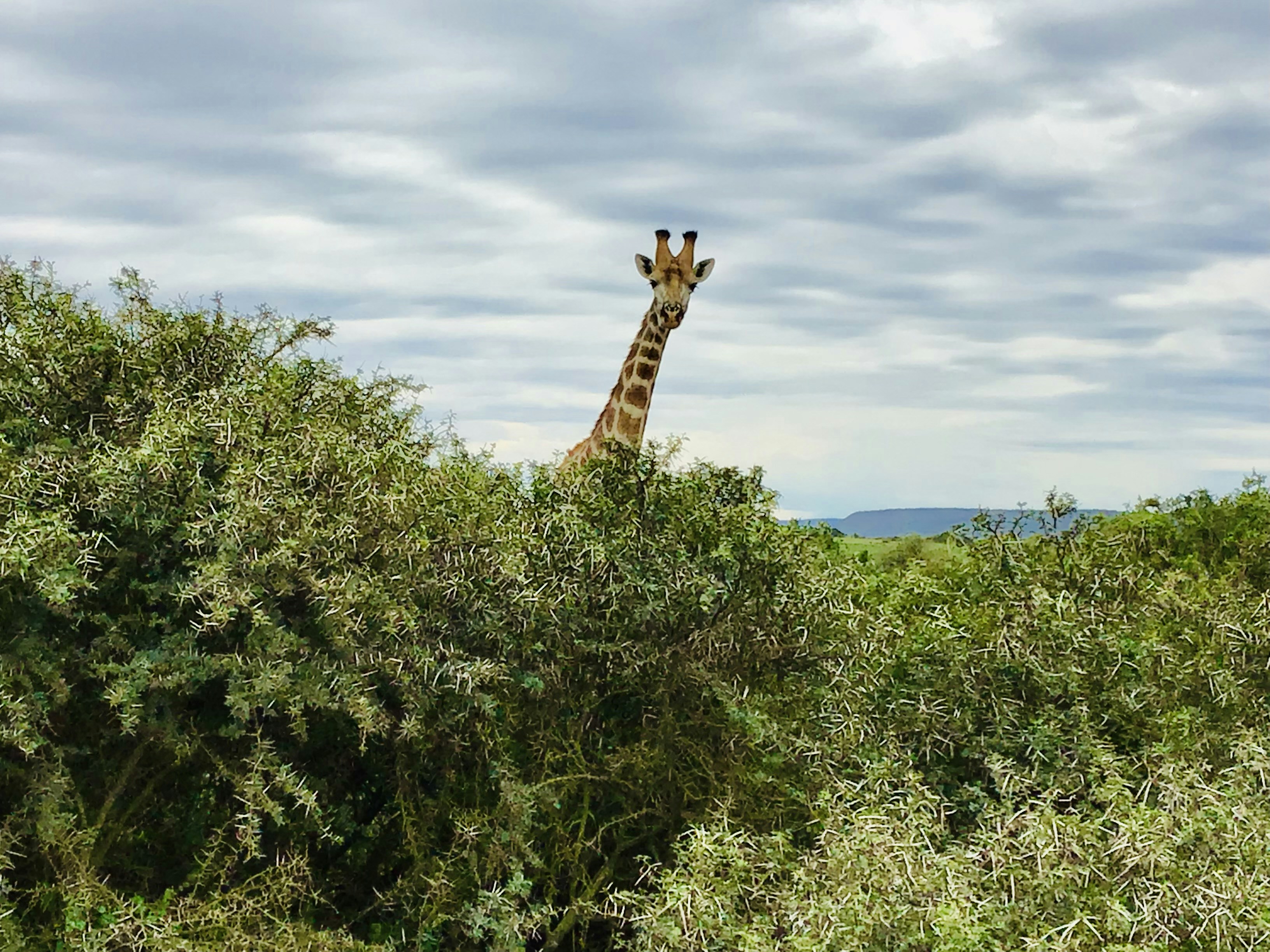 A giraffe standing in the middle of a forest photo – Free Animal Image ...