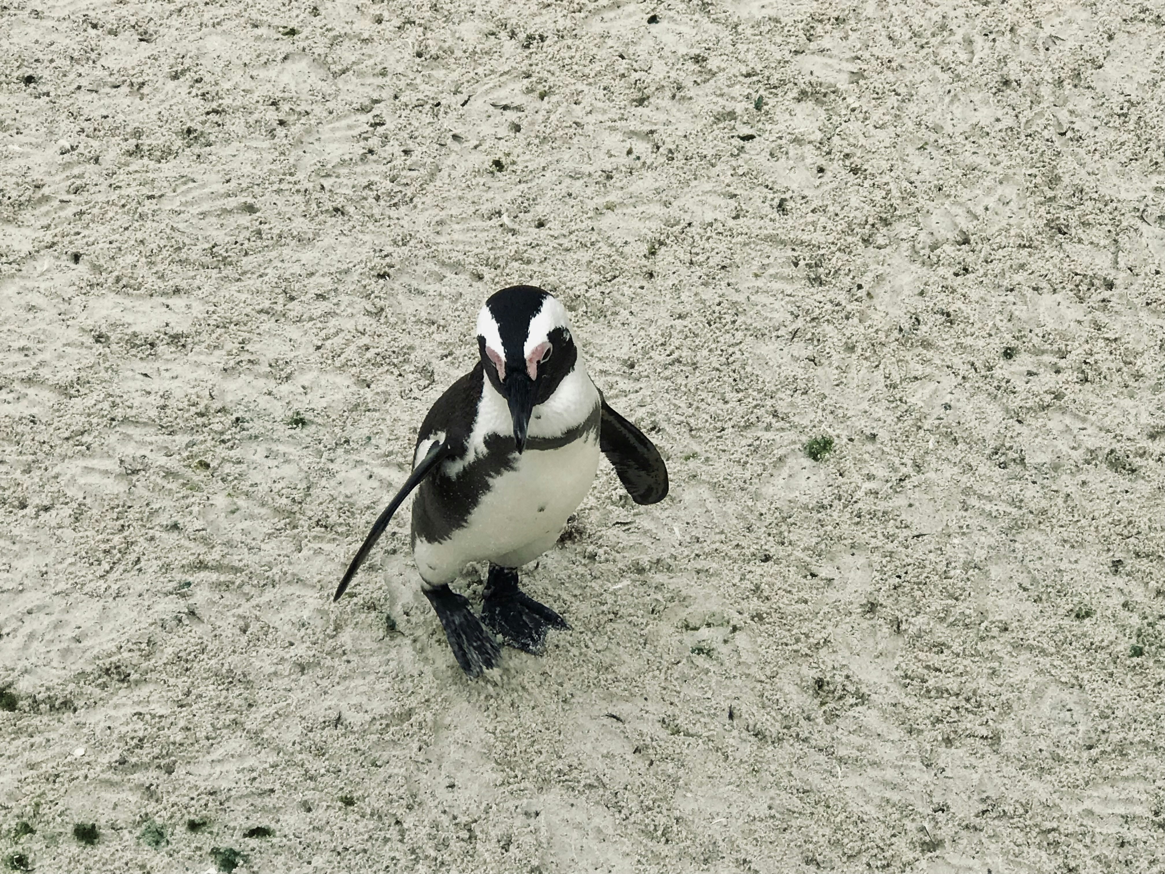 Lone Penguin on a Grainy Beach: A Quiet Sand Portrait