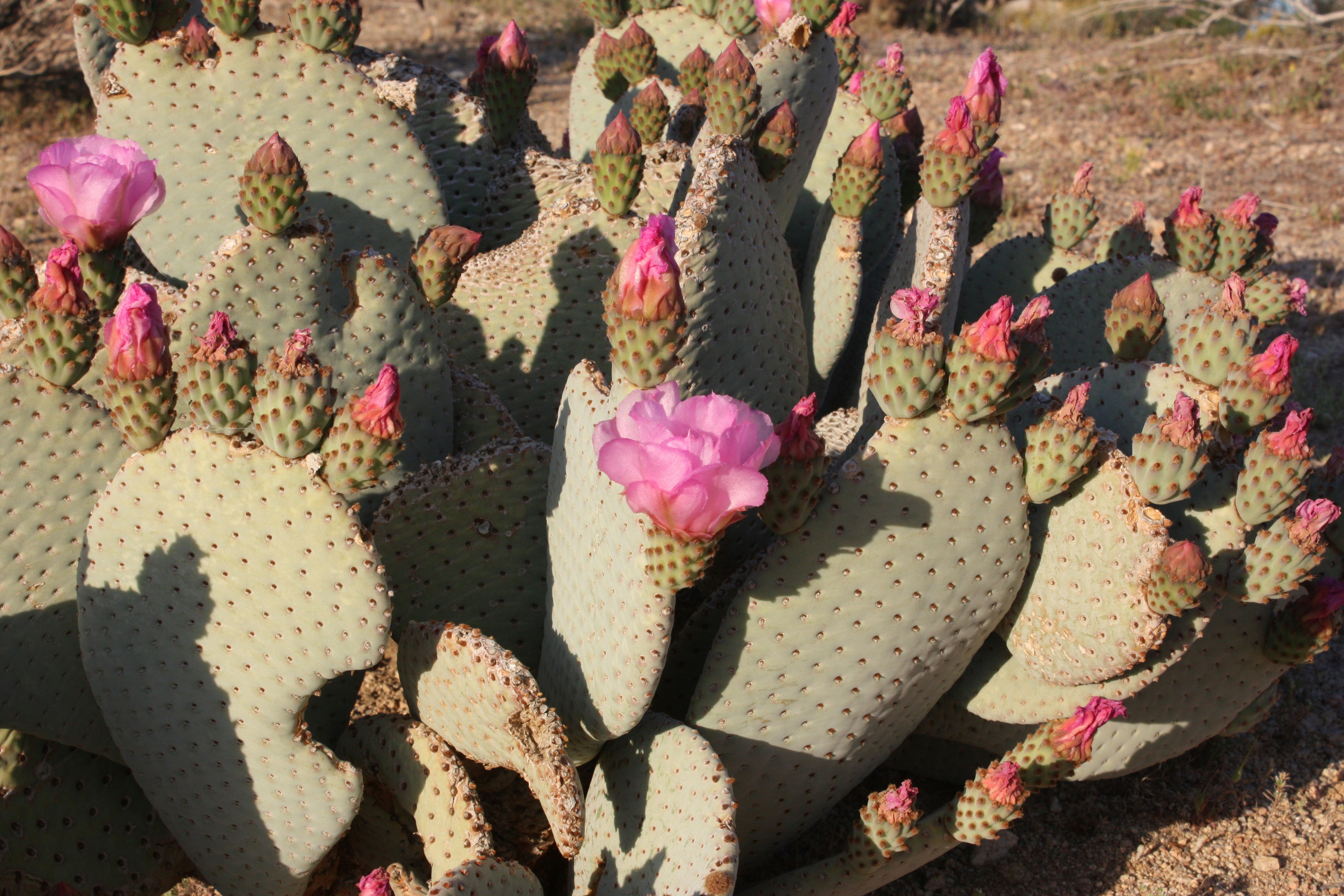Pink Blooms Crown a Desert Prickly Pear Patch