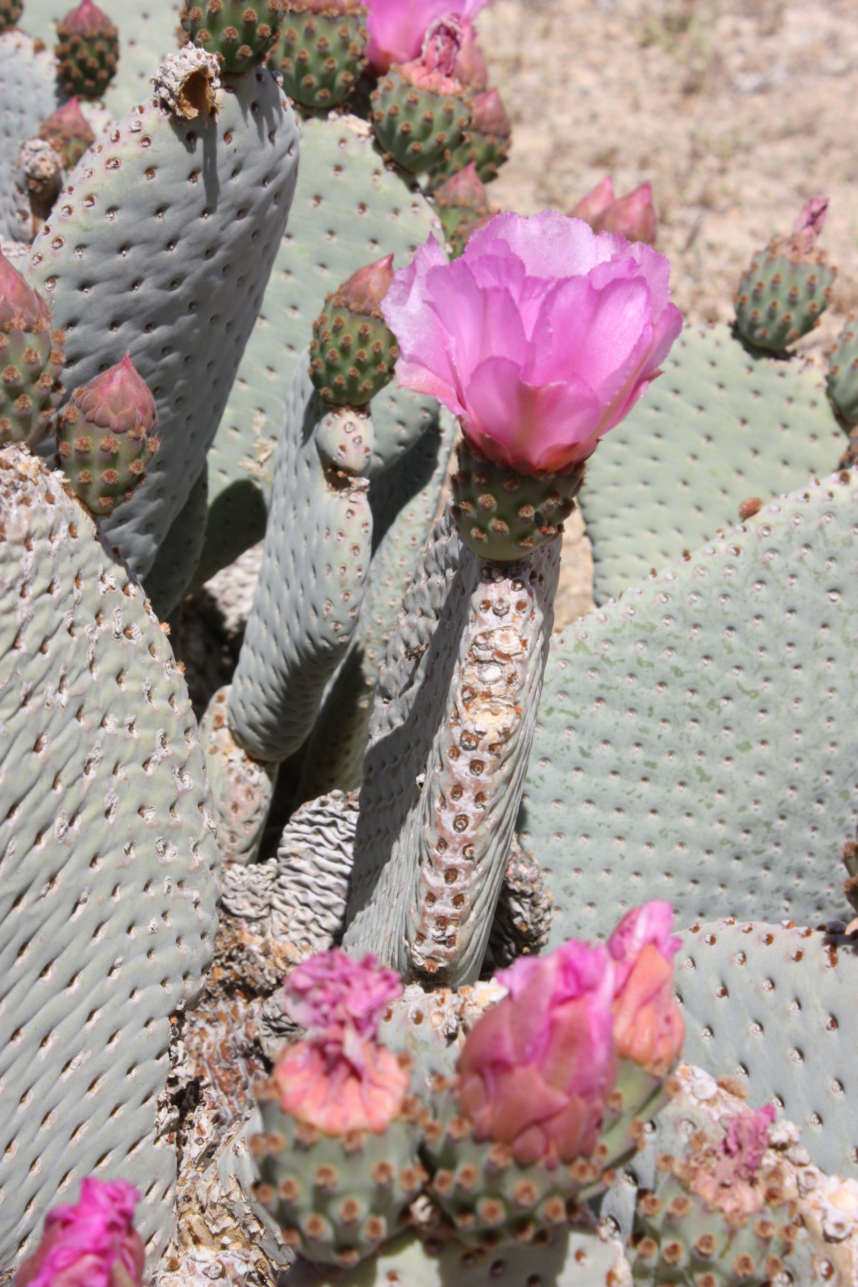 Pink bloom among prickly pear pads: a sunlit desert tapestry