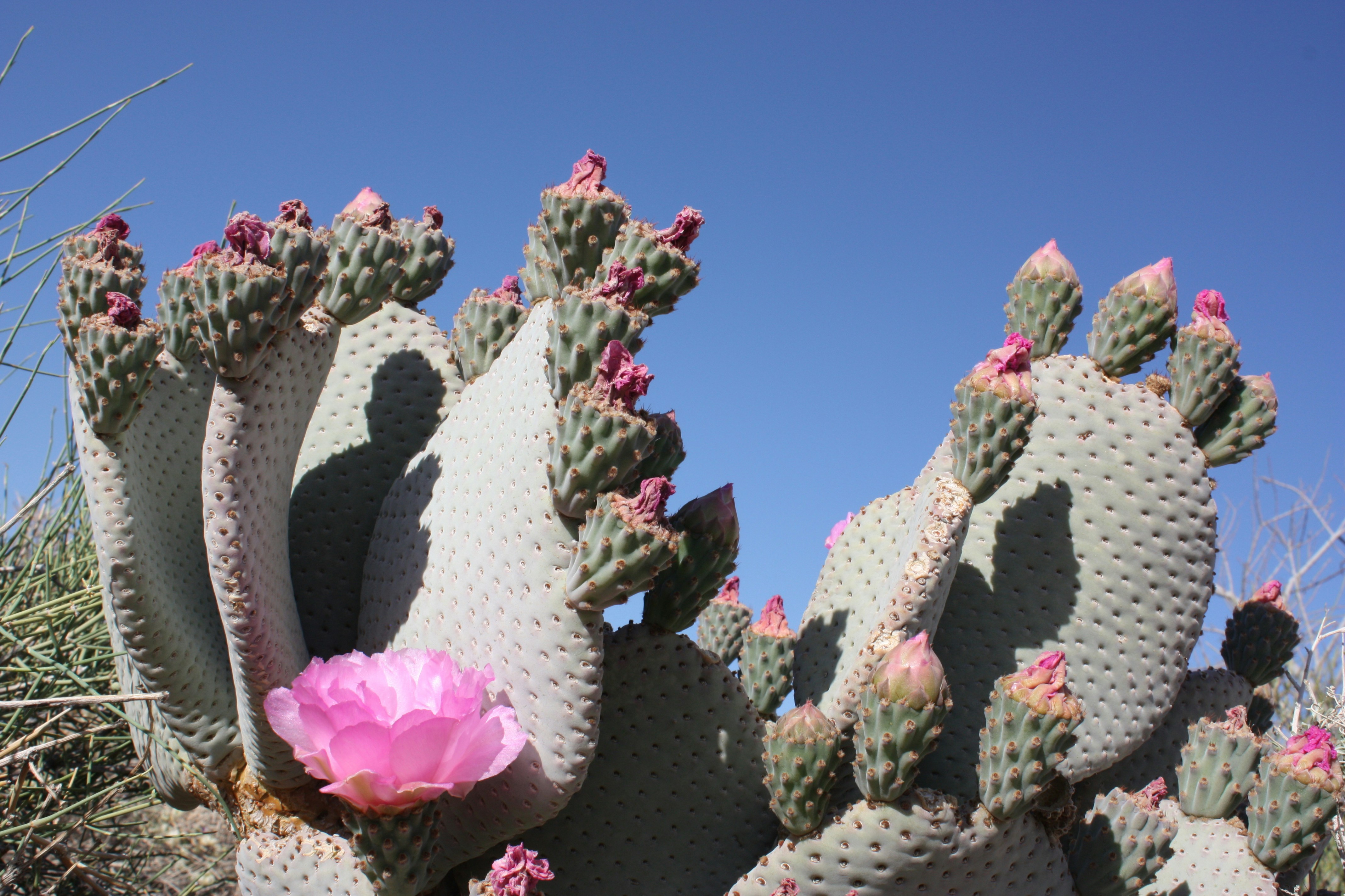 Blushing Bloom Among Desert Pads