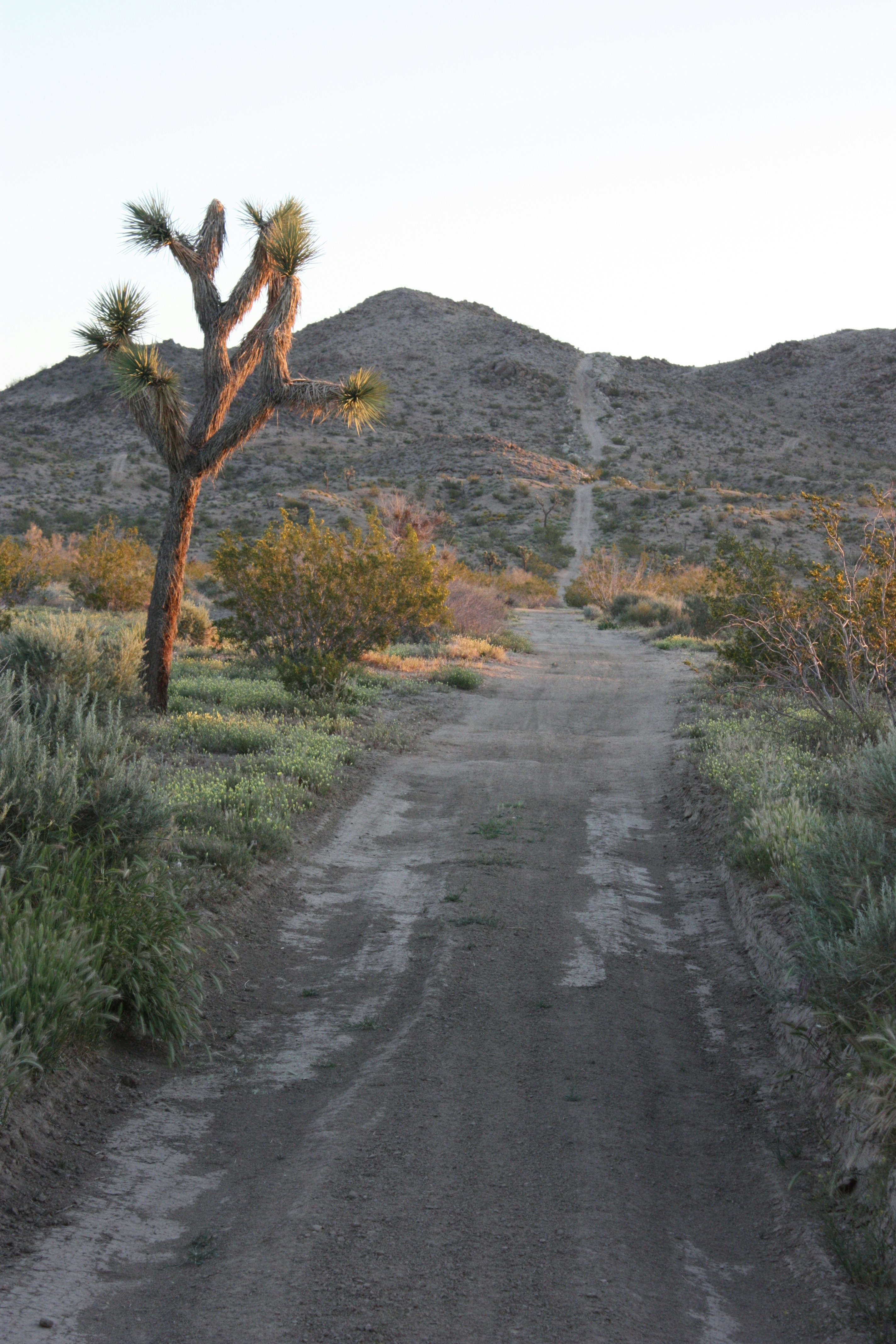 Desert Pathway: A Journey Through Time