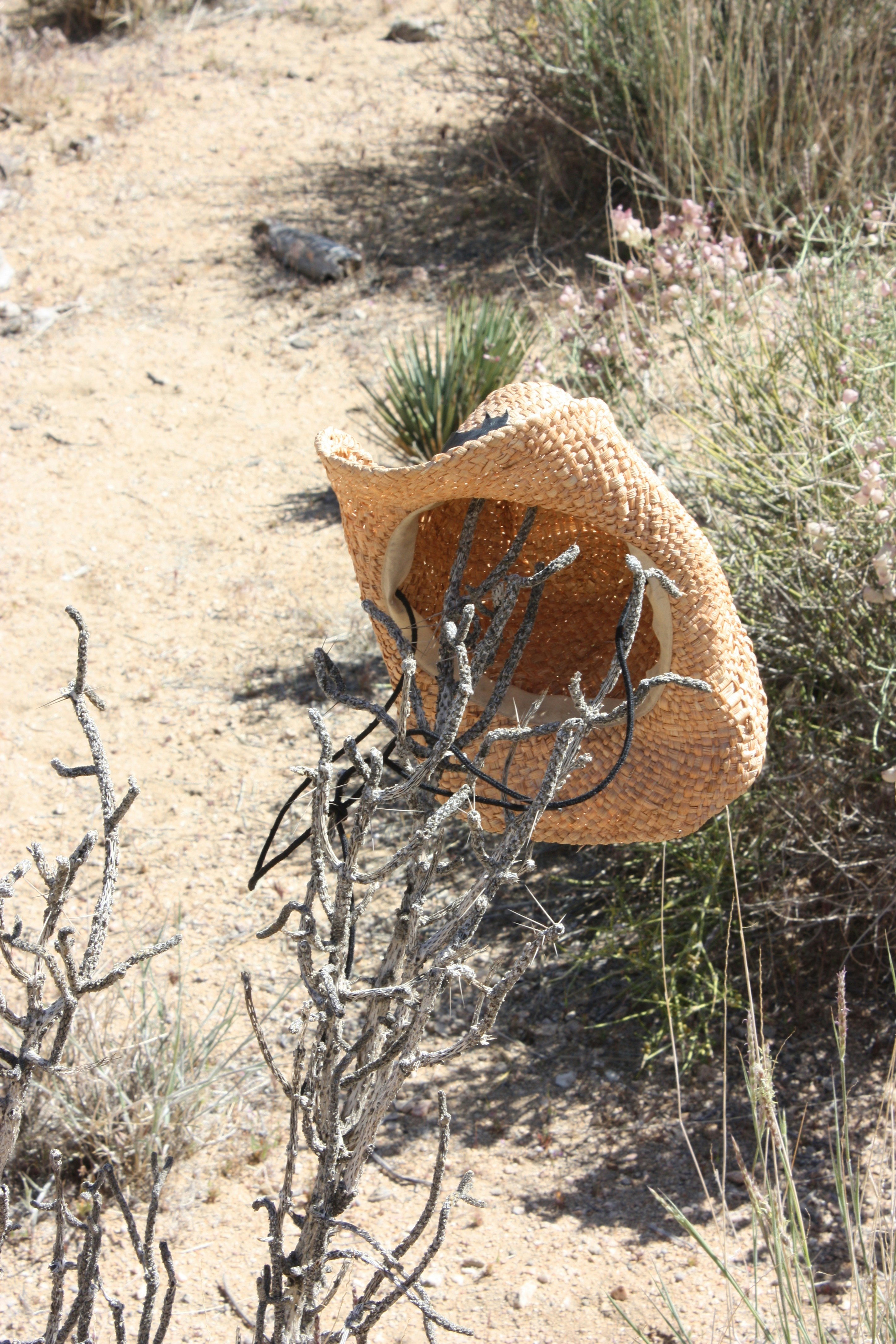 Desert Straw Hat Caught on a Gnarled Branch