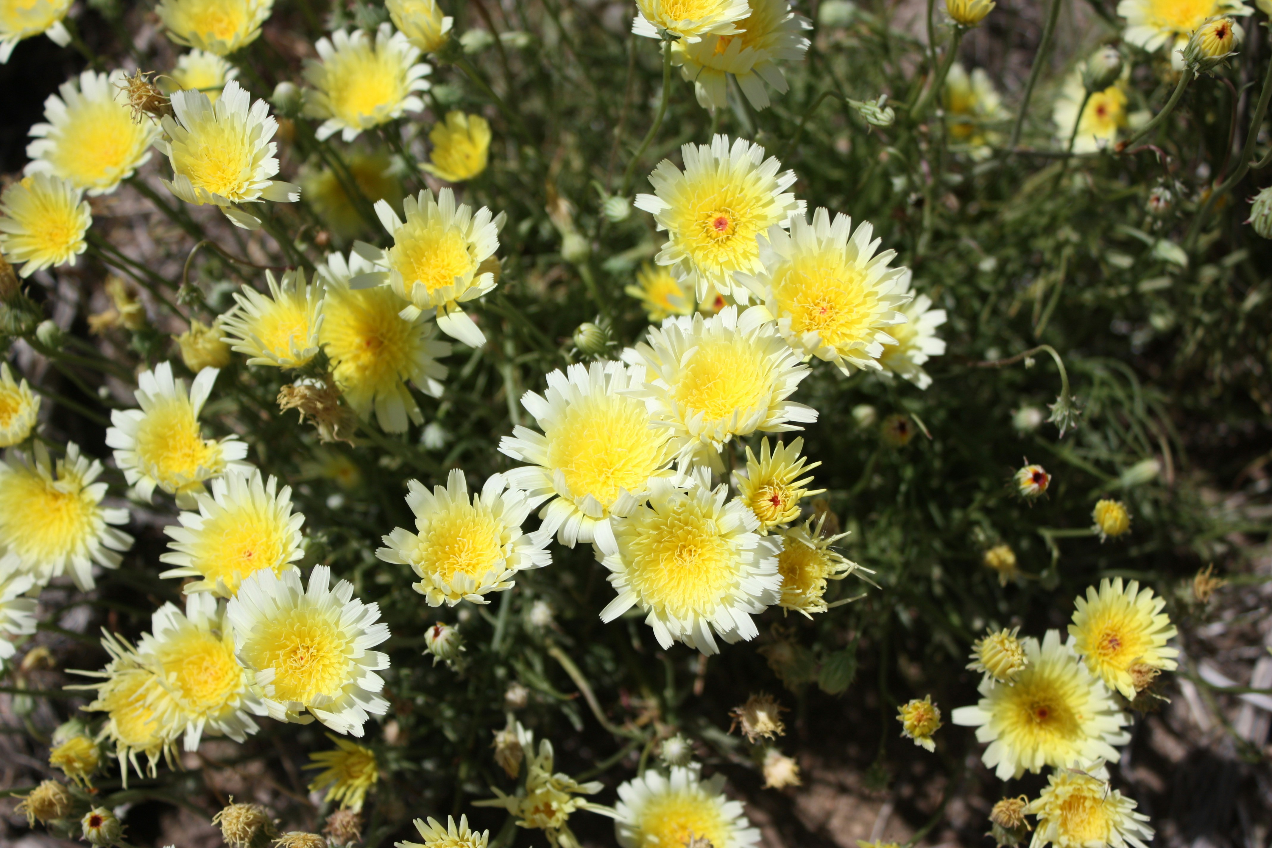 Sunlit Pompons: Cream-White Daisies Basked in Morning Light