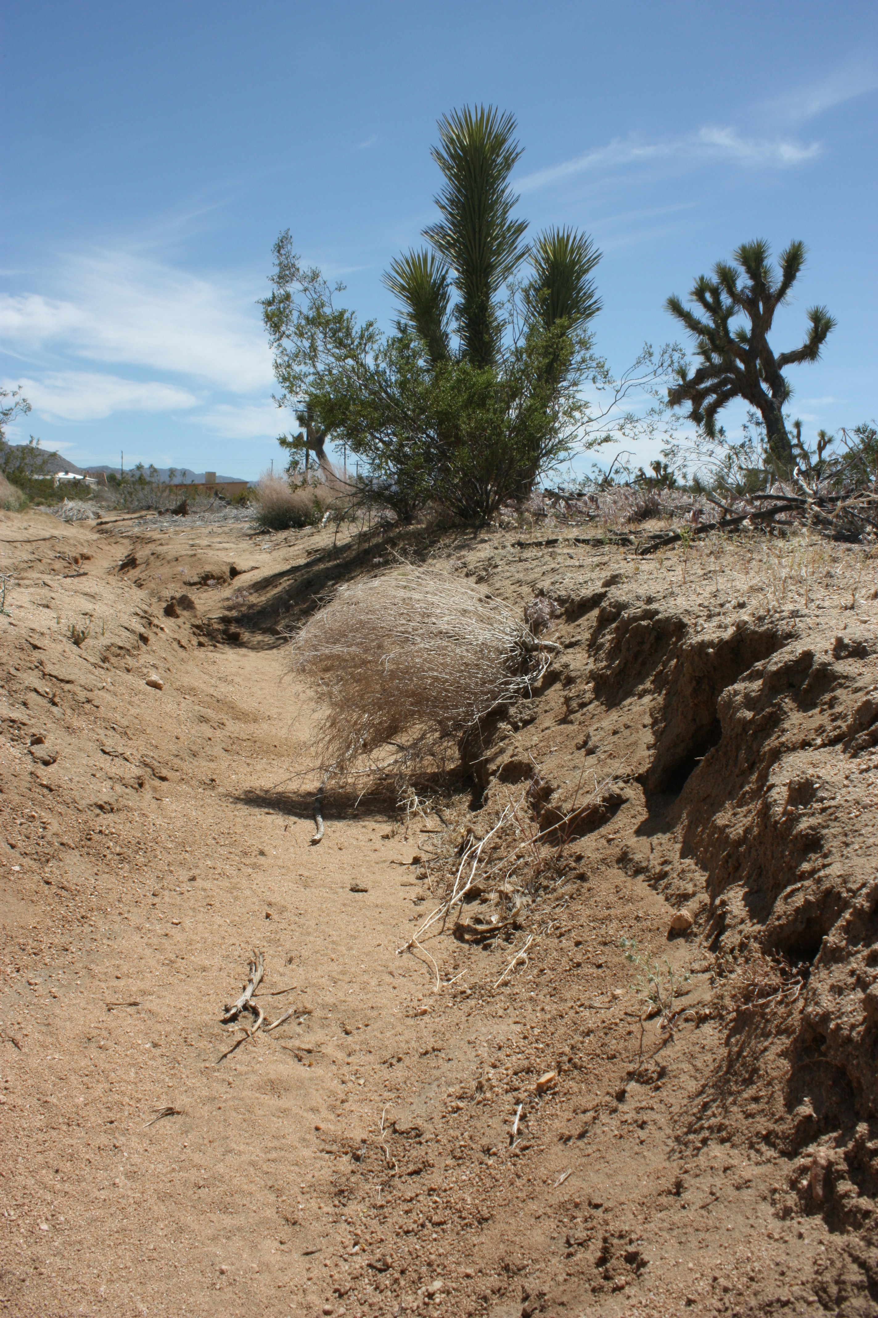 Desert Sentinel: Joshua Trees Fringing a Sunlit Trench