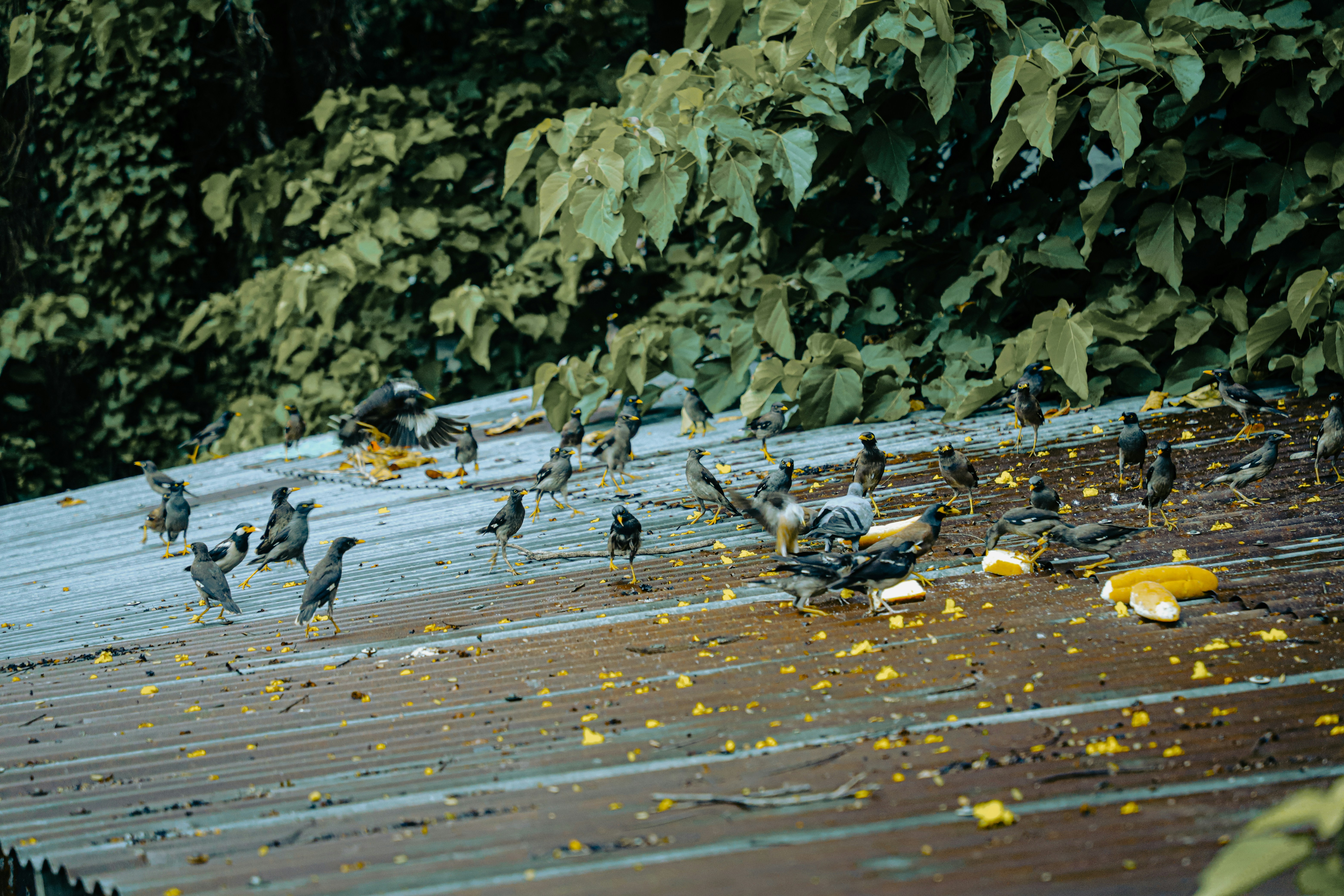 Feathered Congregation on a Rain-Slicked Rooftop
