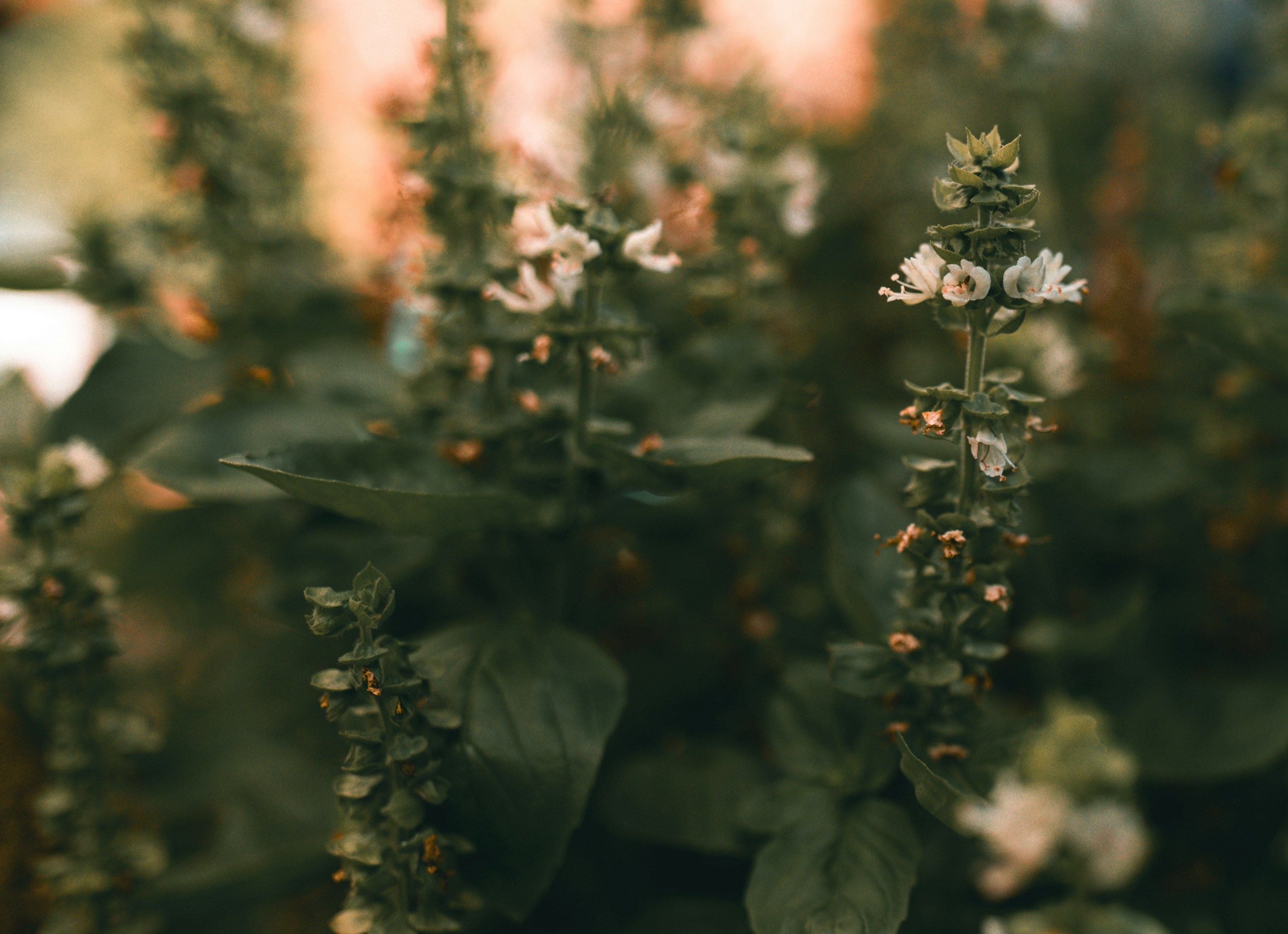 Dreams in Green and Basil - by Venessa Tai Yeh - Scribe