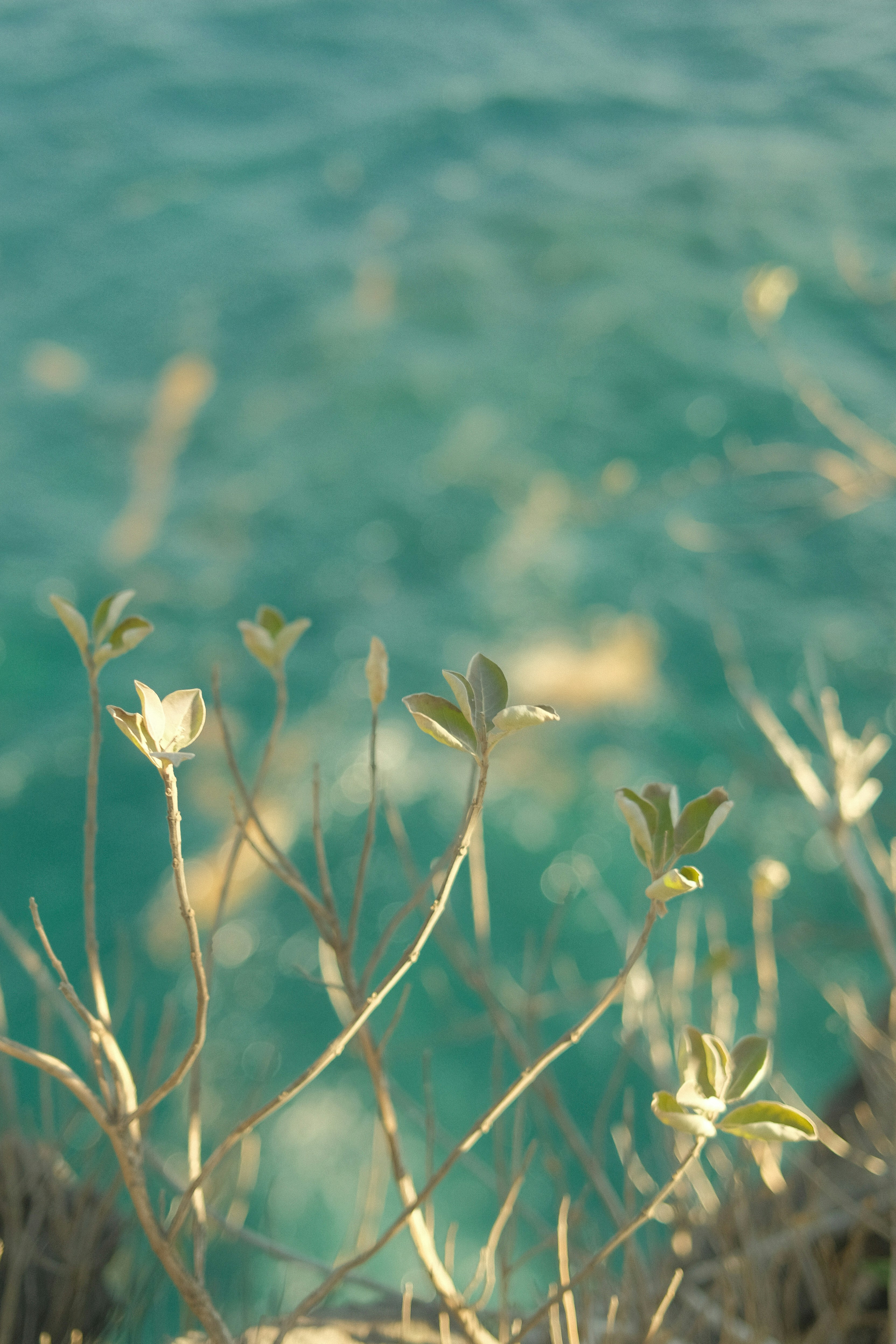 A close up of a plant near a body of waterEean Chen
