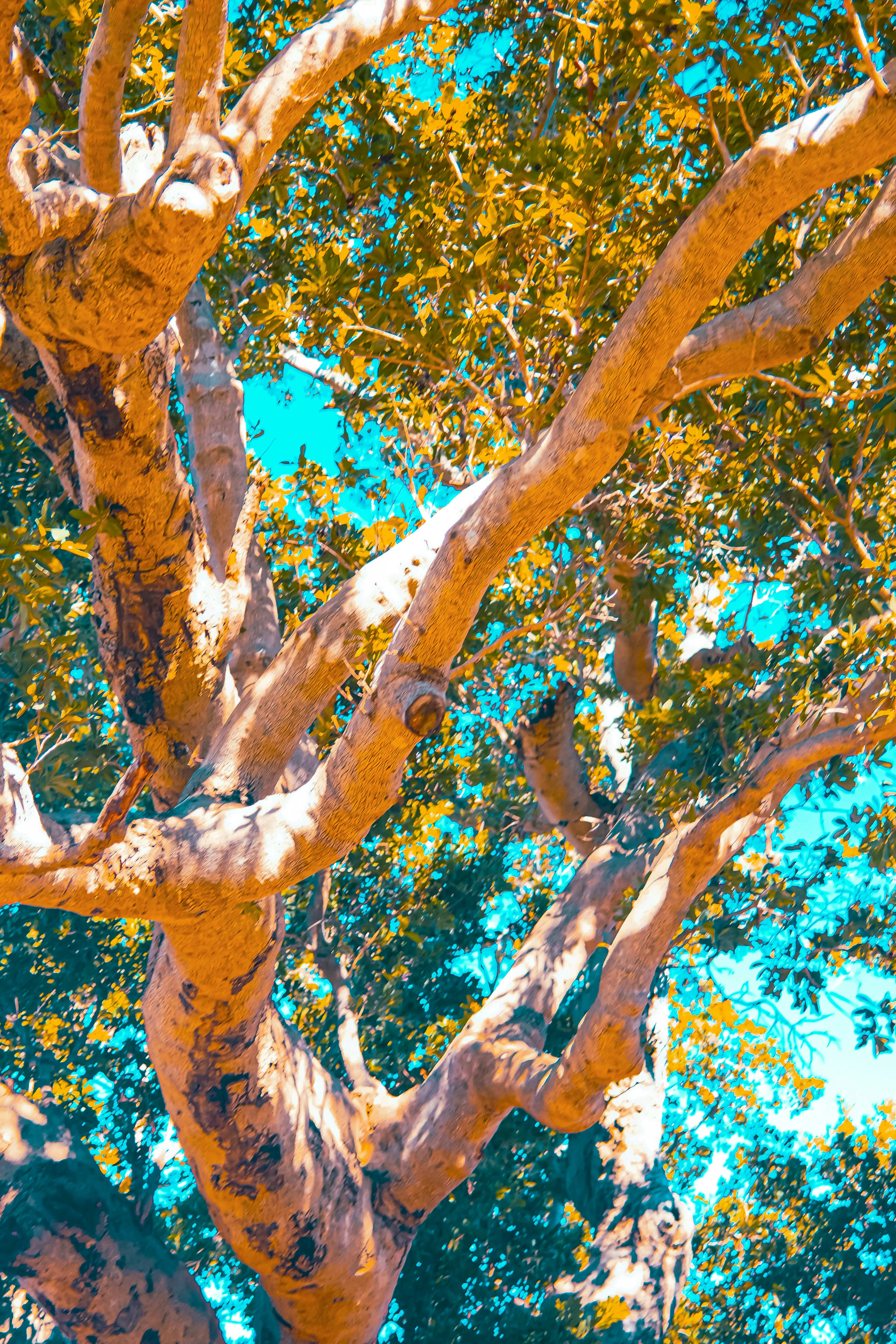 A large tree with lots of green leaves photo – Free Wallpaper for ...