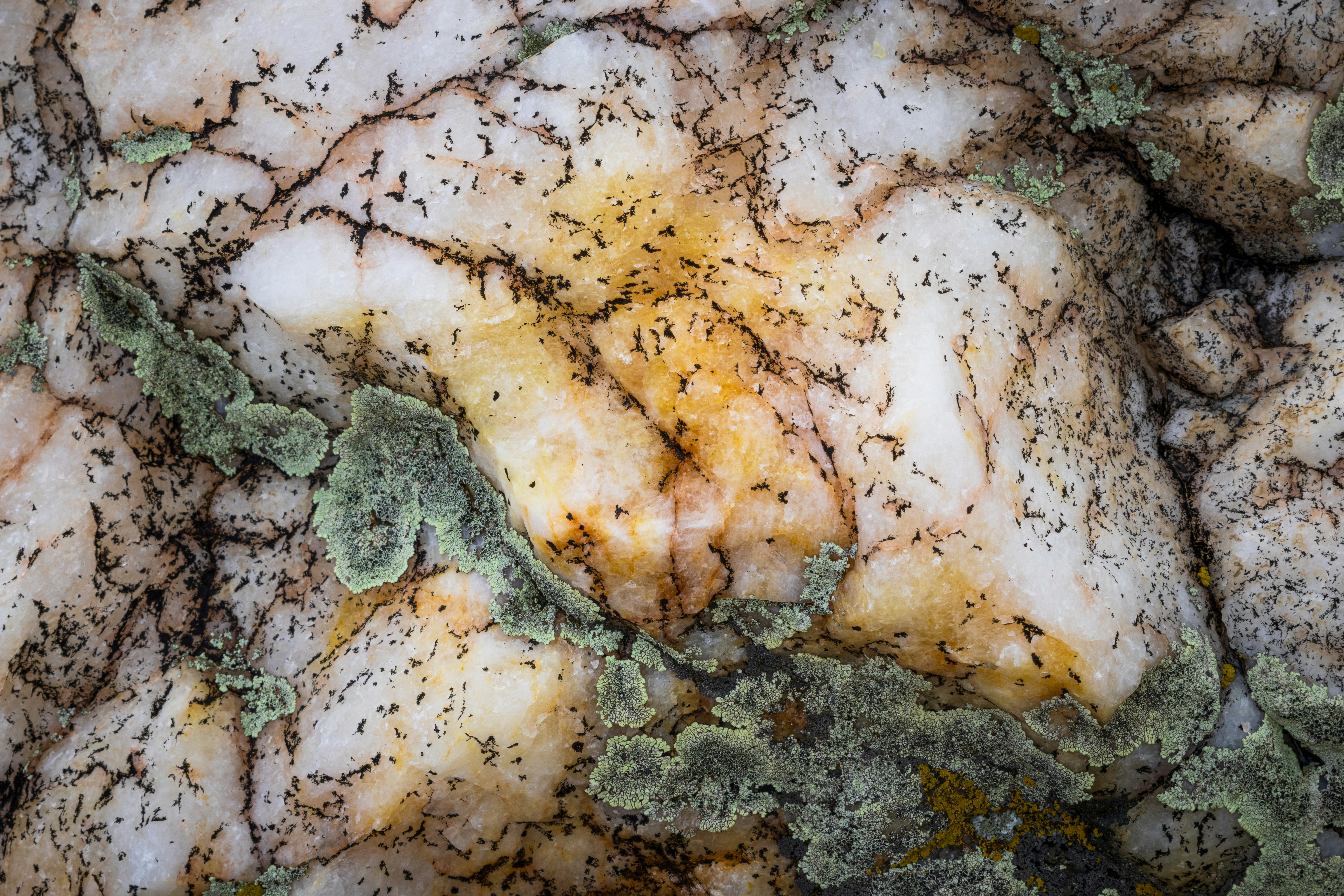 A close up of a rock with moss growing on it photo – Free Colorado ...