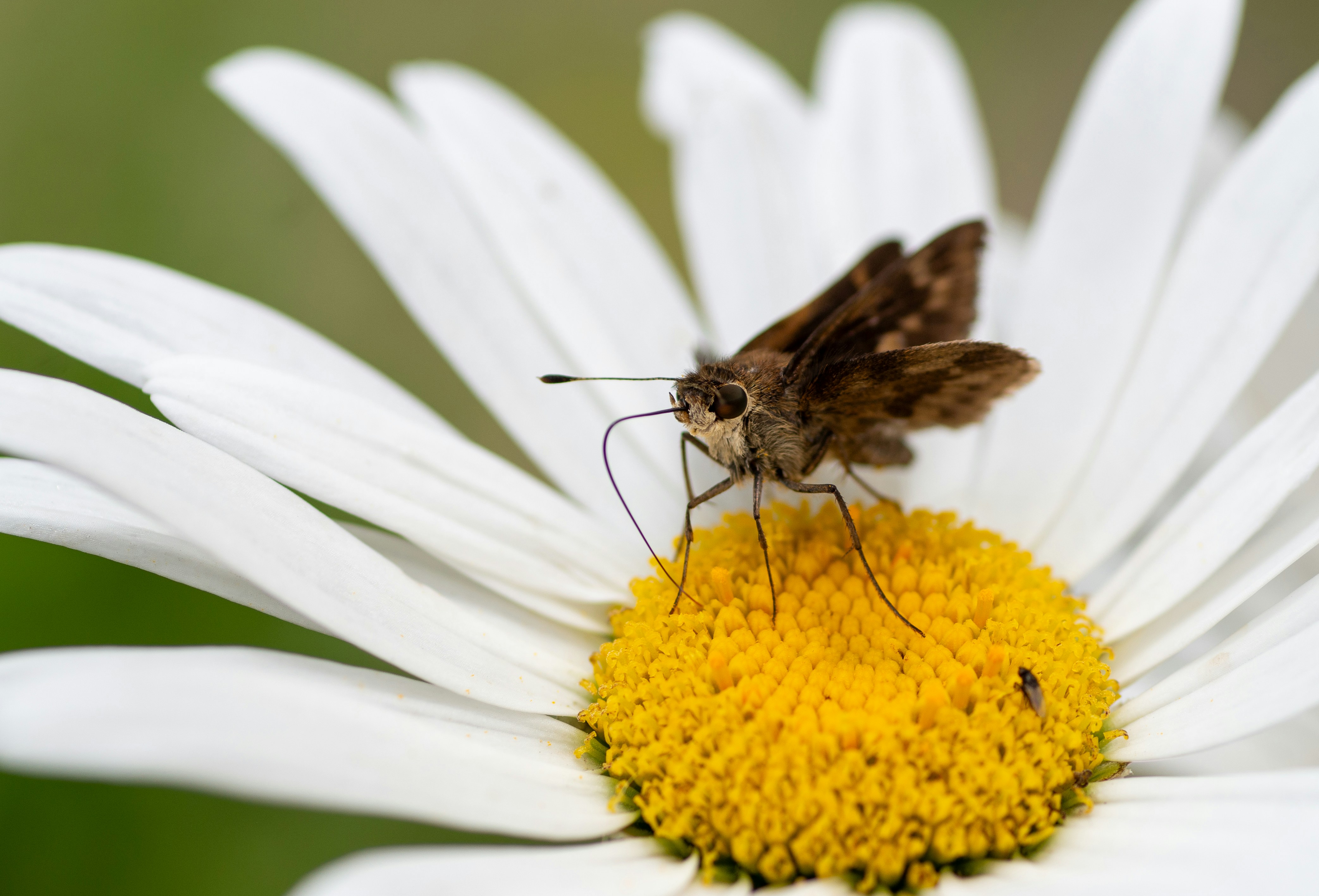Butterfly resting on a vibrant daisy in a lush garden setting.