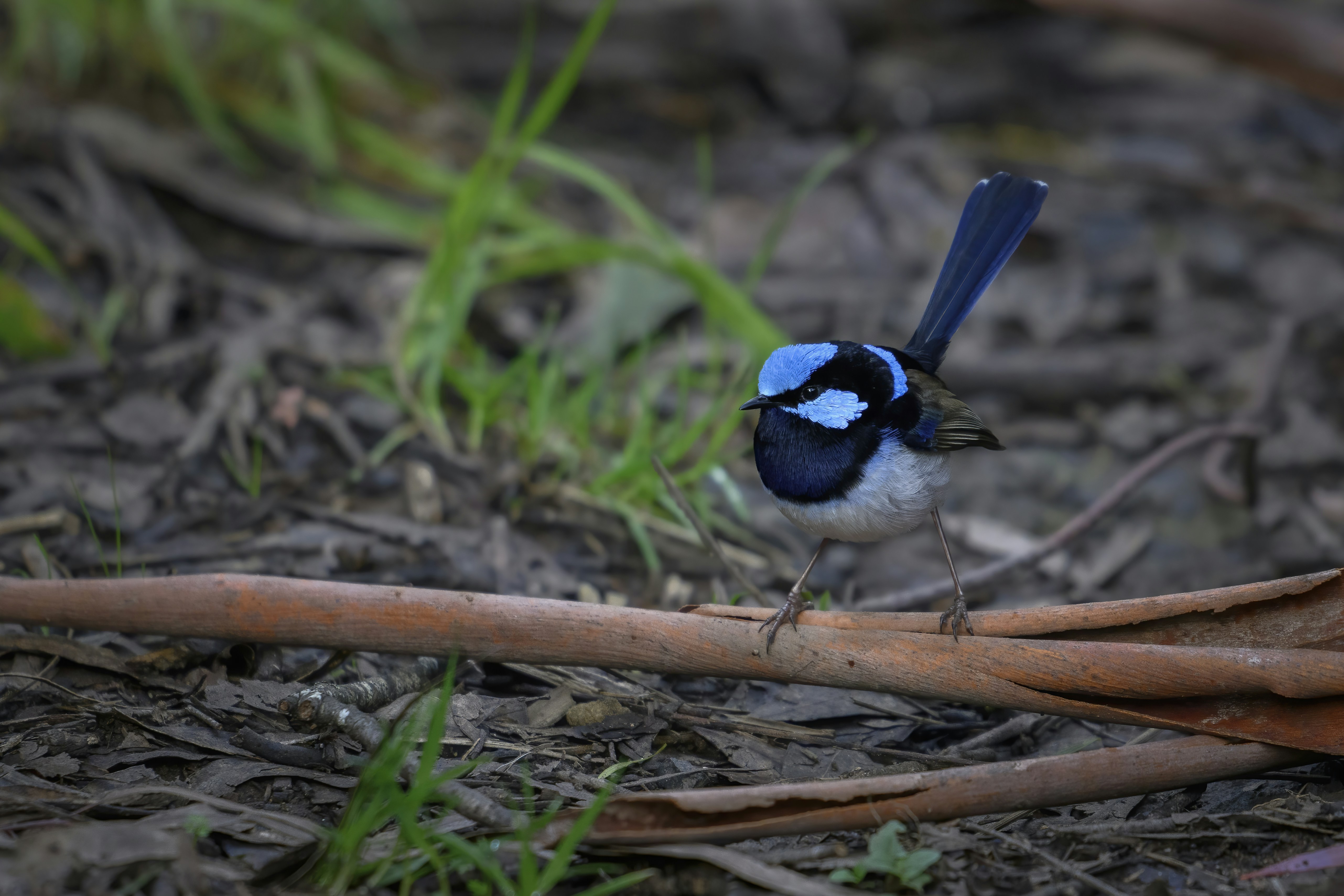 A small blue bird sitting on the ground photo – Free Australia Image on ...