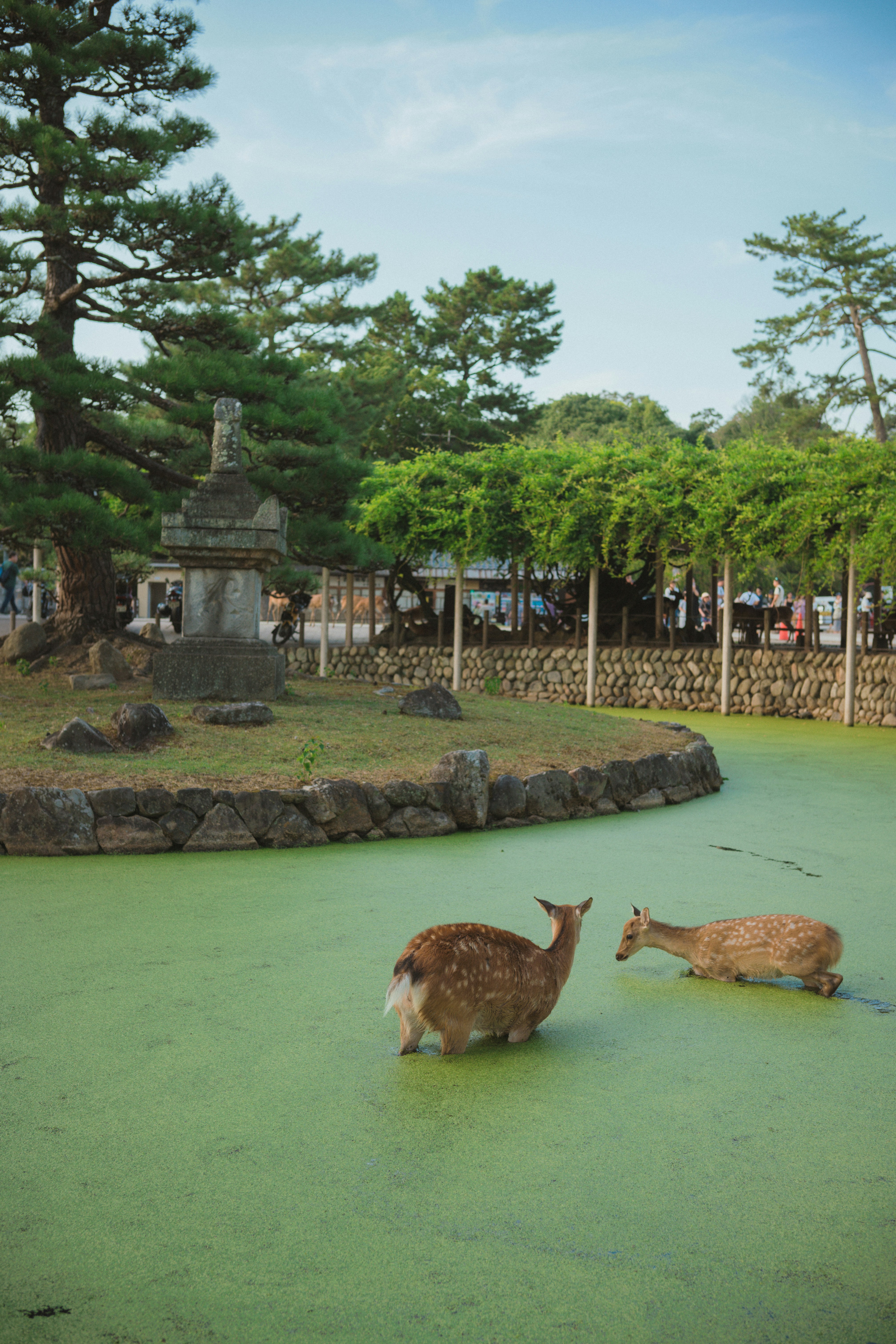 Deer by the Green Pond: Quiet Moments in the Park
