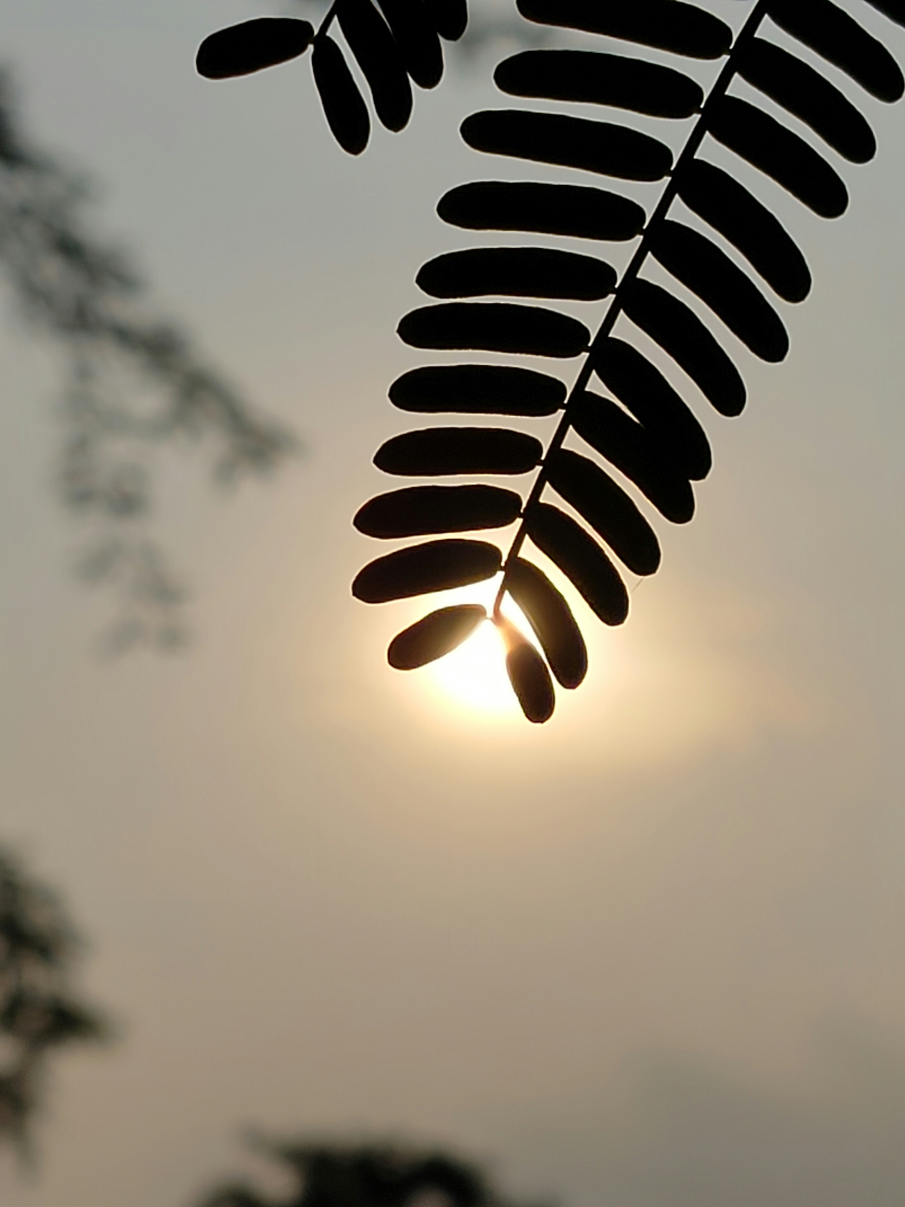 Silhouette of fern fronds backlit by a warm sunset, with the sun peeking through the leaves and a soft background glow. The image emphasizes leaf shapes and the halo of light.