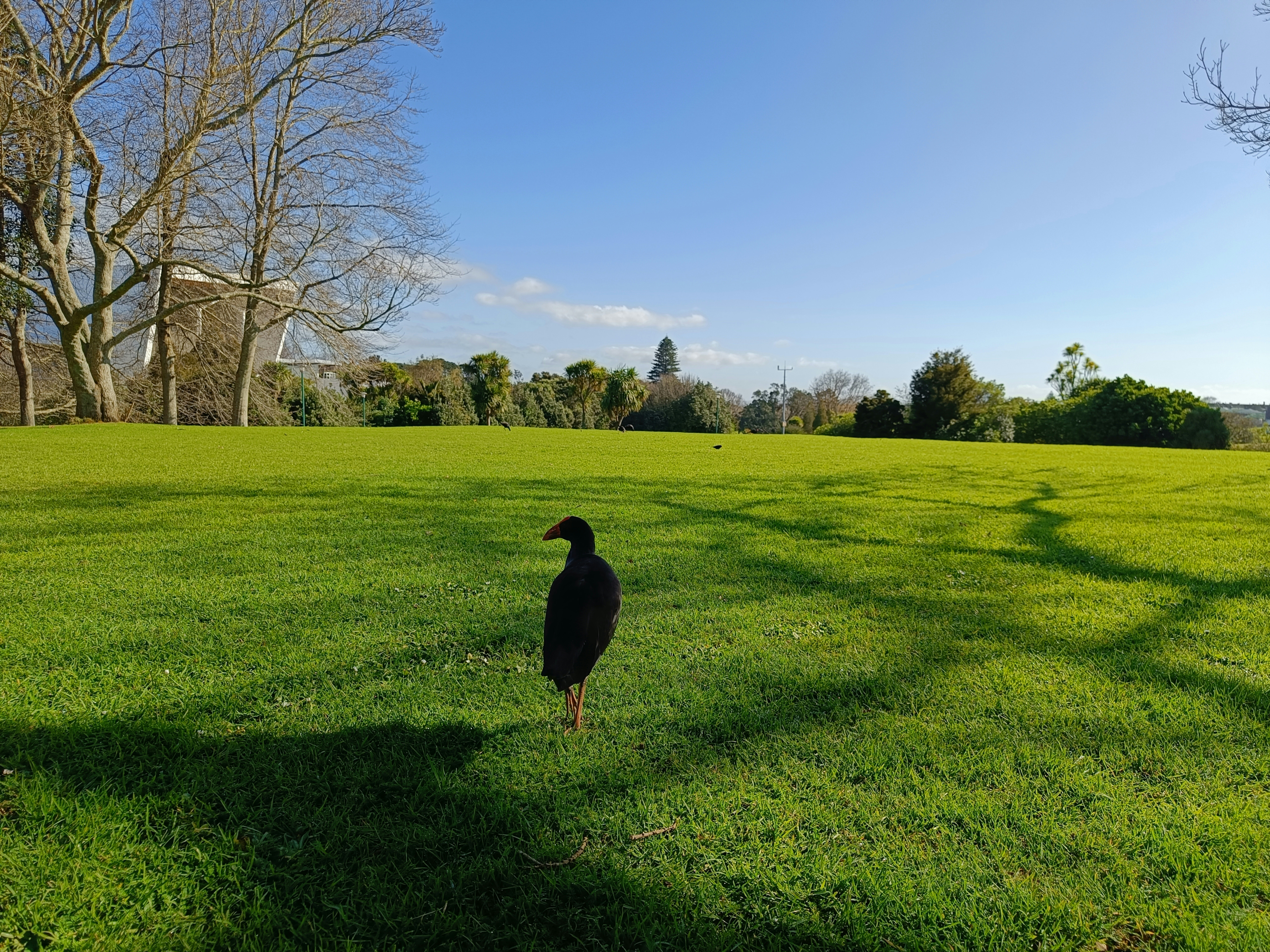 Lone Black Bird on a Sunlit Park Stage