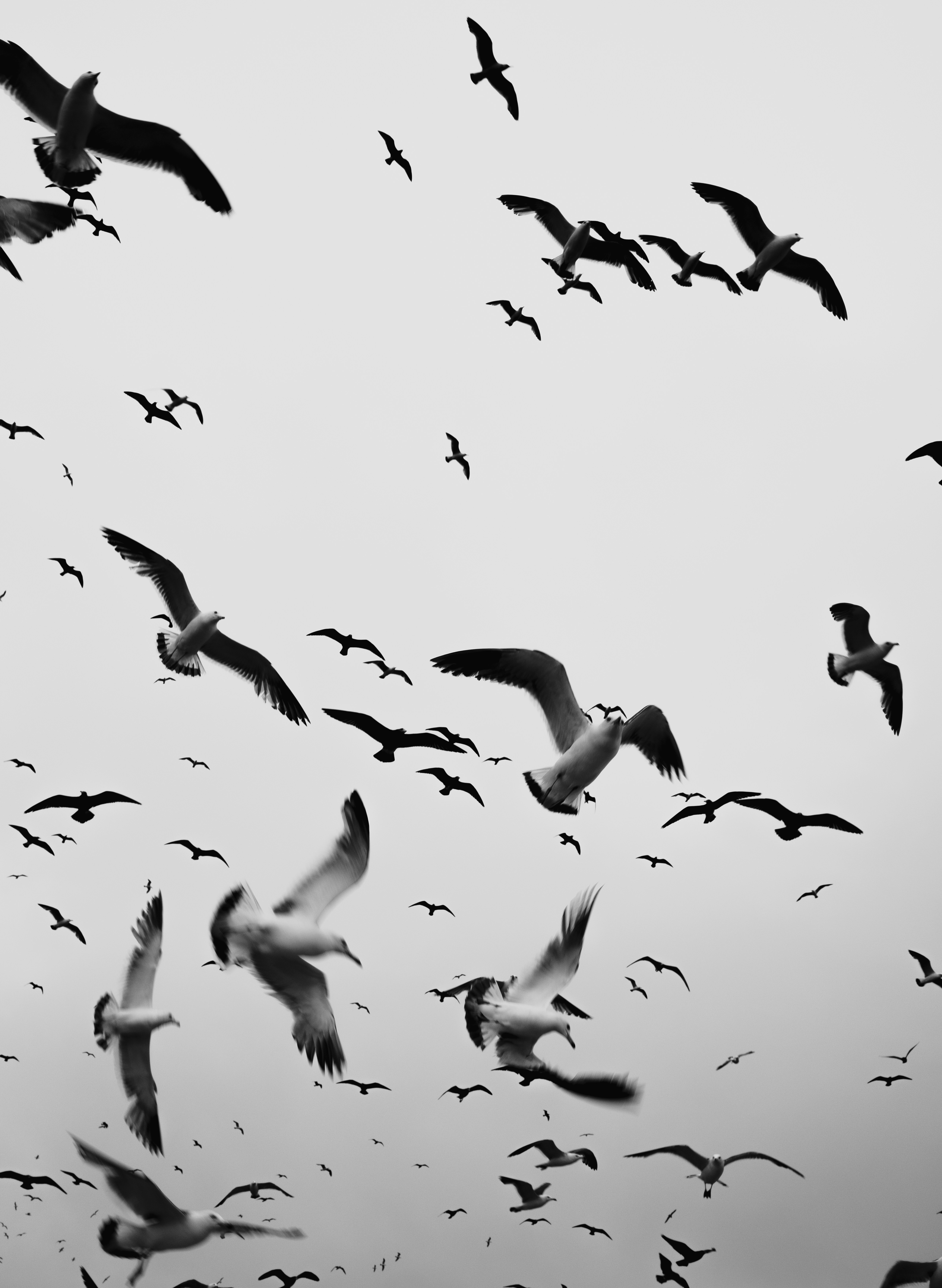 A flock of birds flying through a cloudy sky photo – Free Animal Image ...