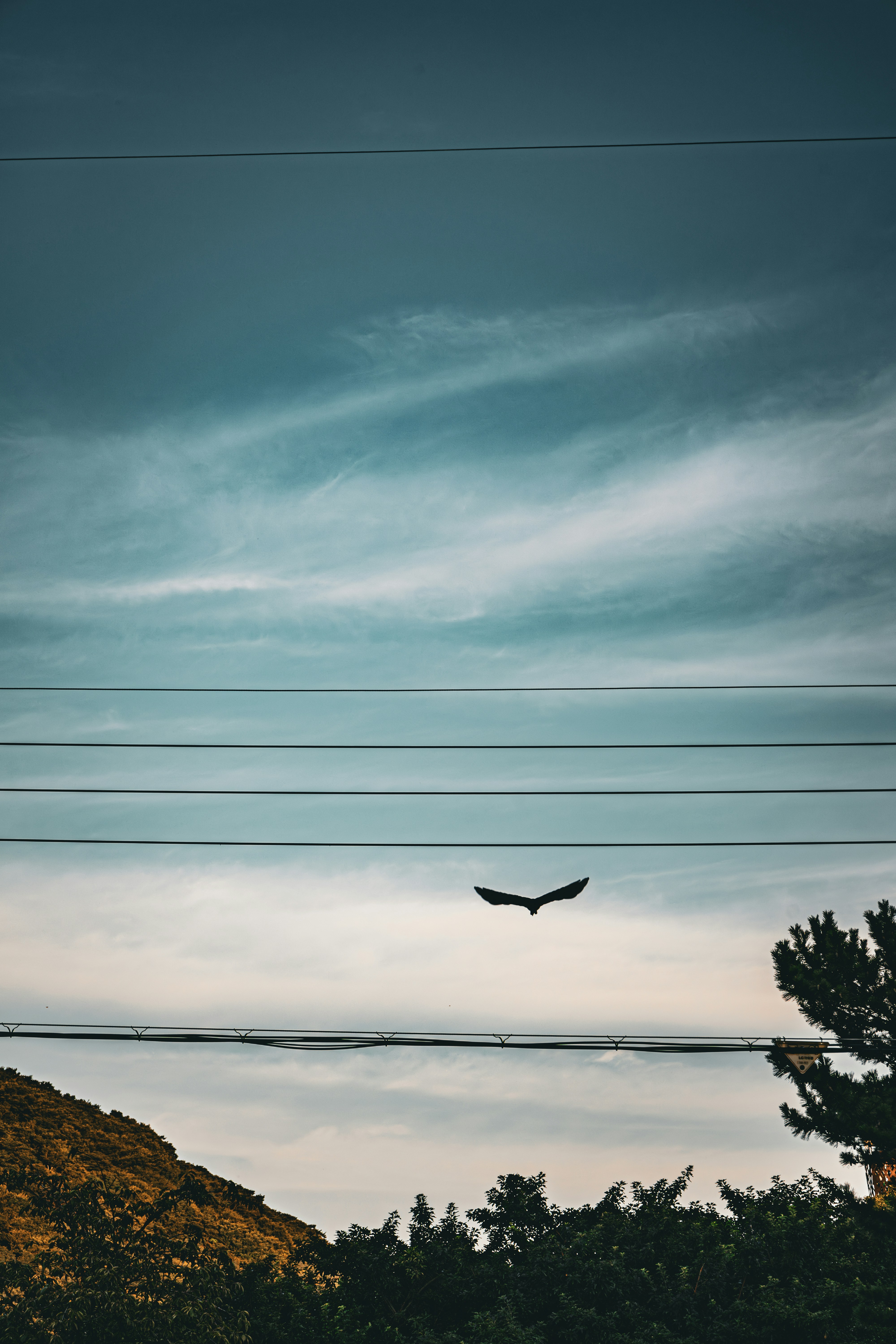 Lone Bird Under Wires: A Quiet Glide Across the Evening Sky
