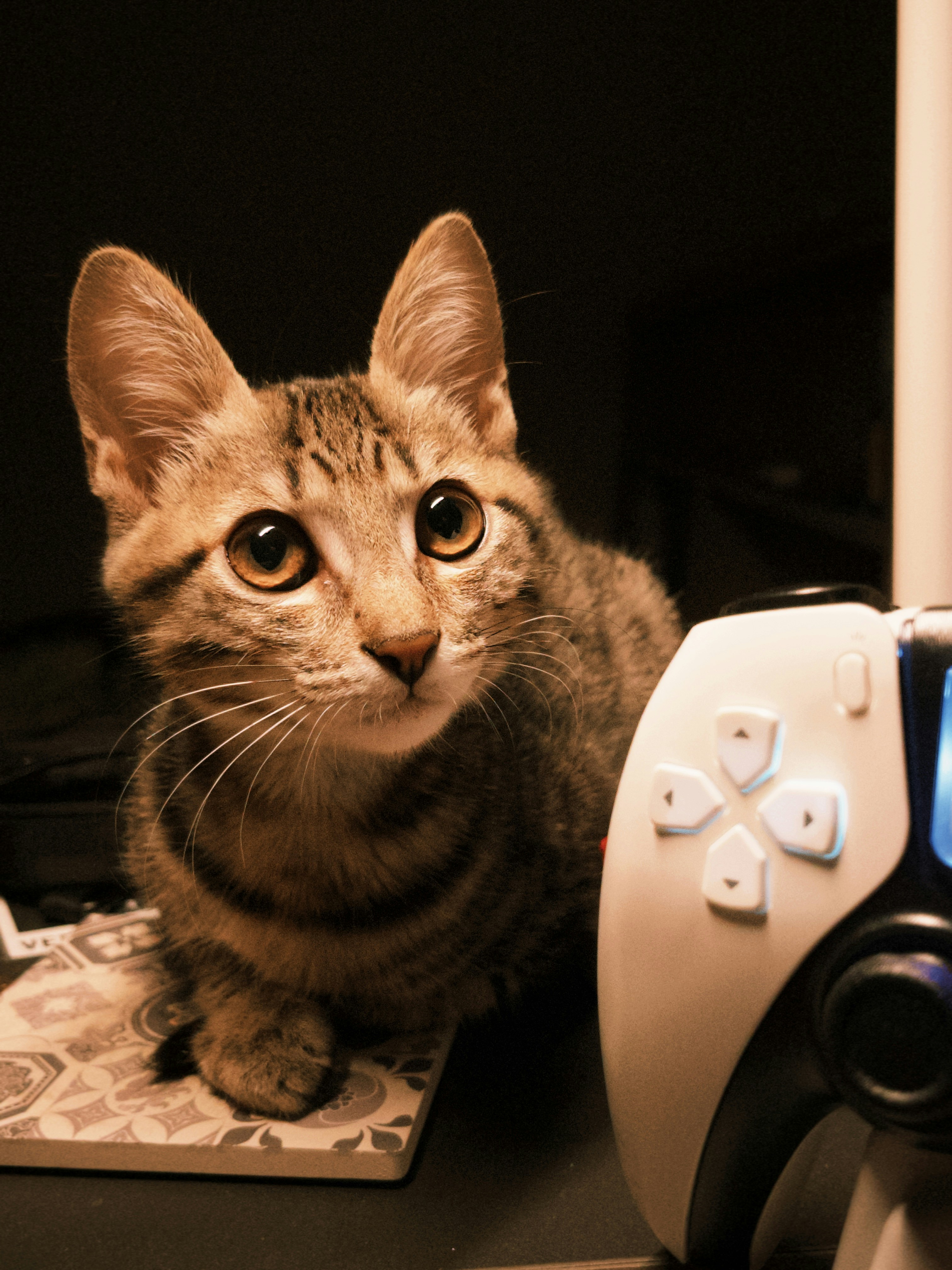 Curious Whiskers: A Cat Meets The Controller