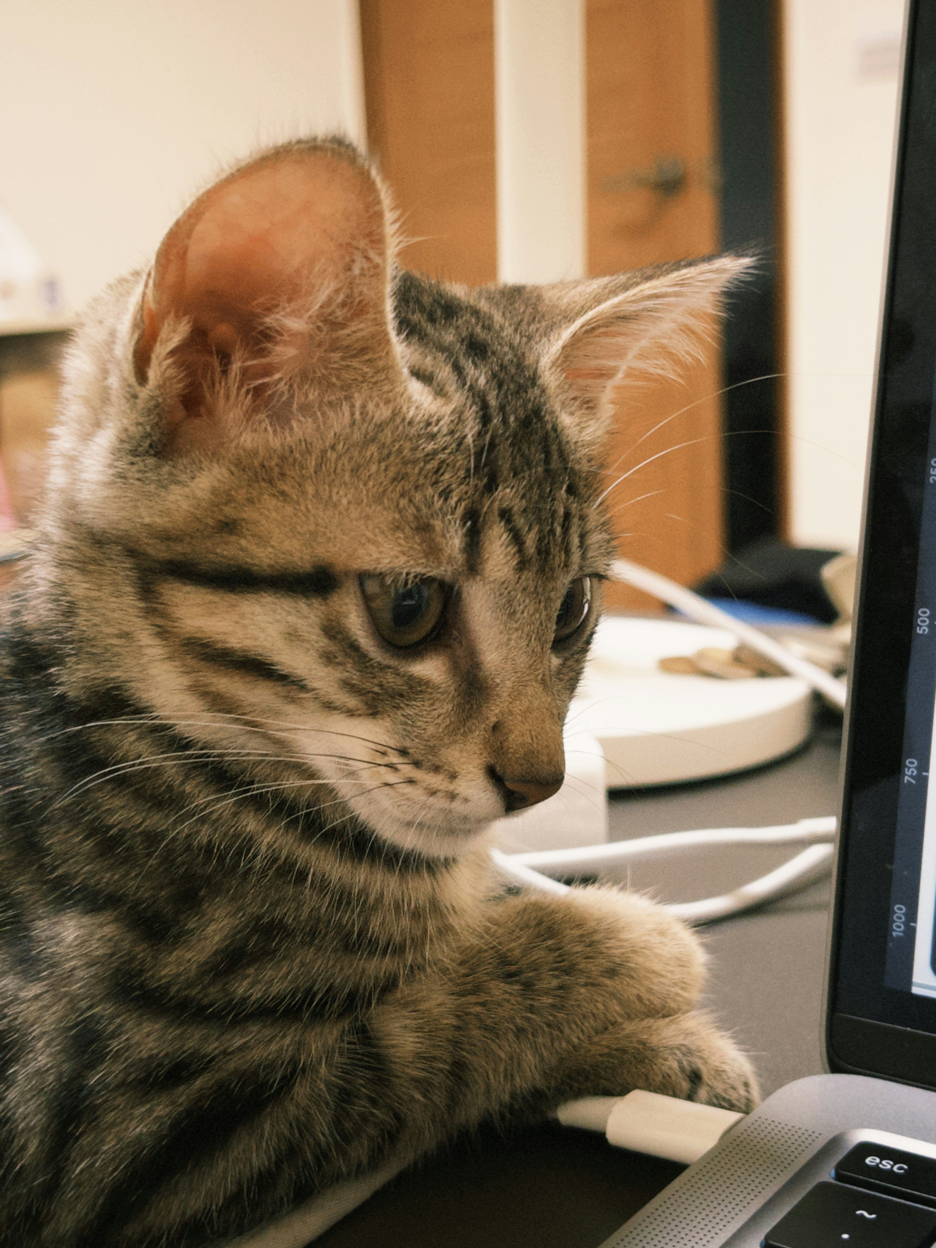 Curious Tabby by the Desk: A Quiet Moment with a Laptop