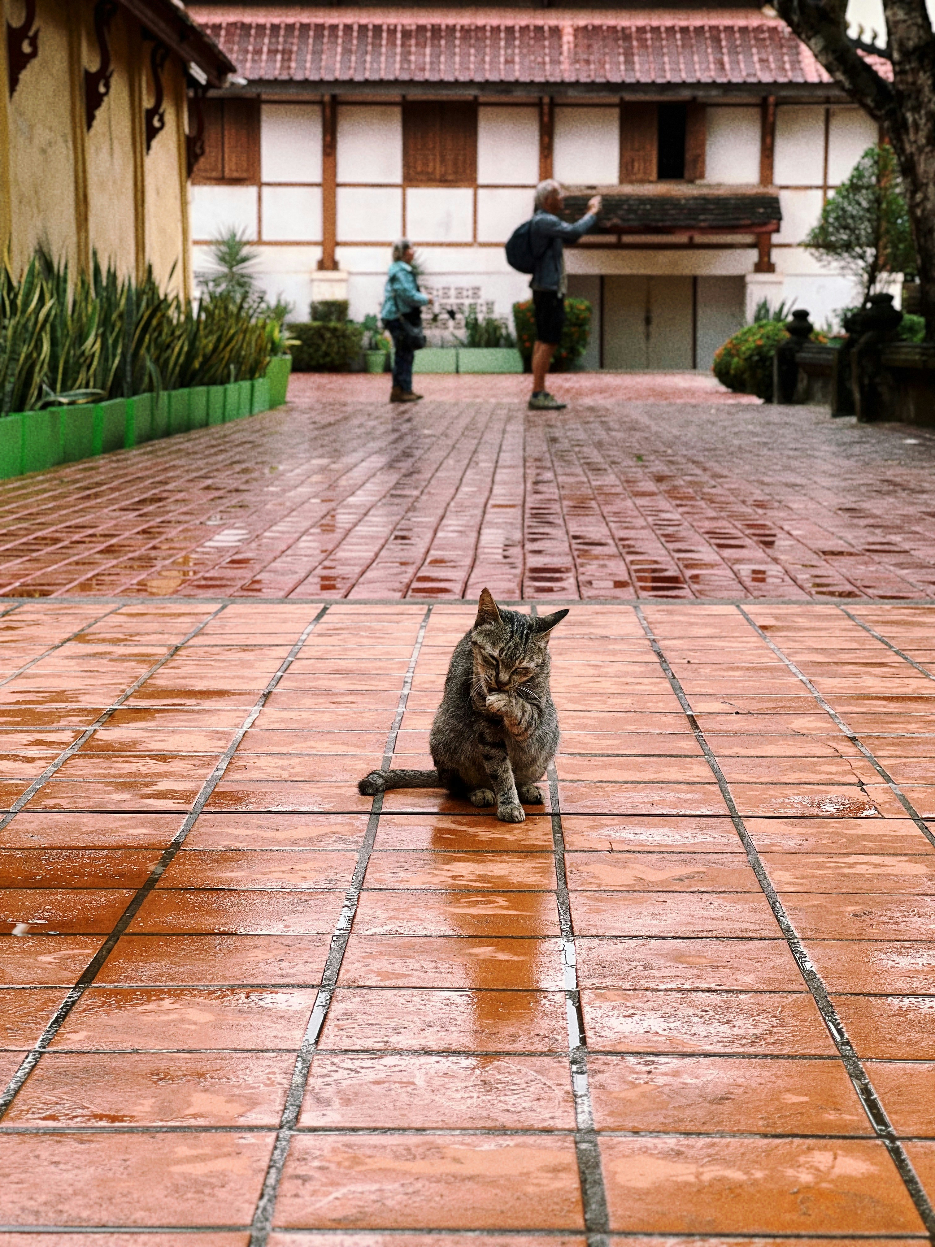 Cat on a Rain-Washed Courtyard: A Quiet Moment Among Terracotta Tiles
