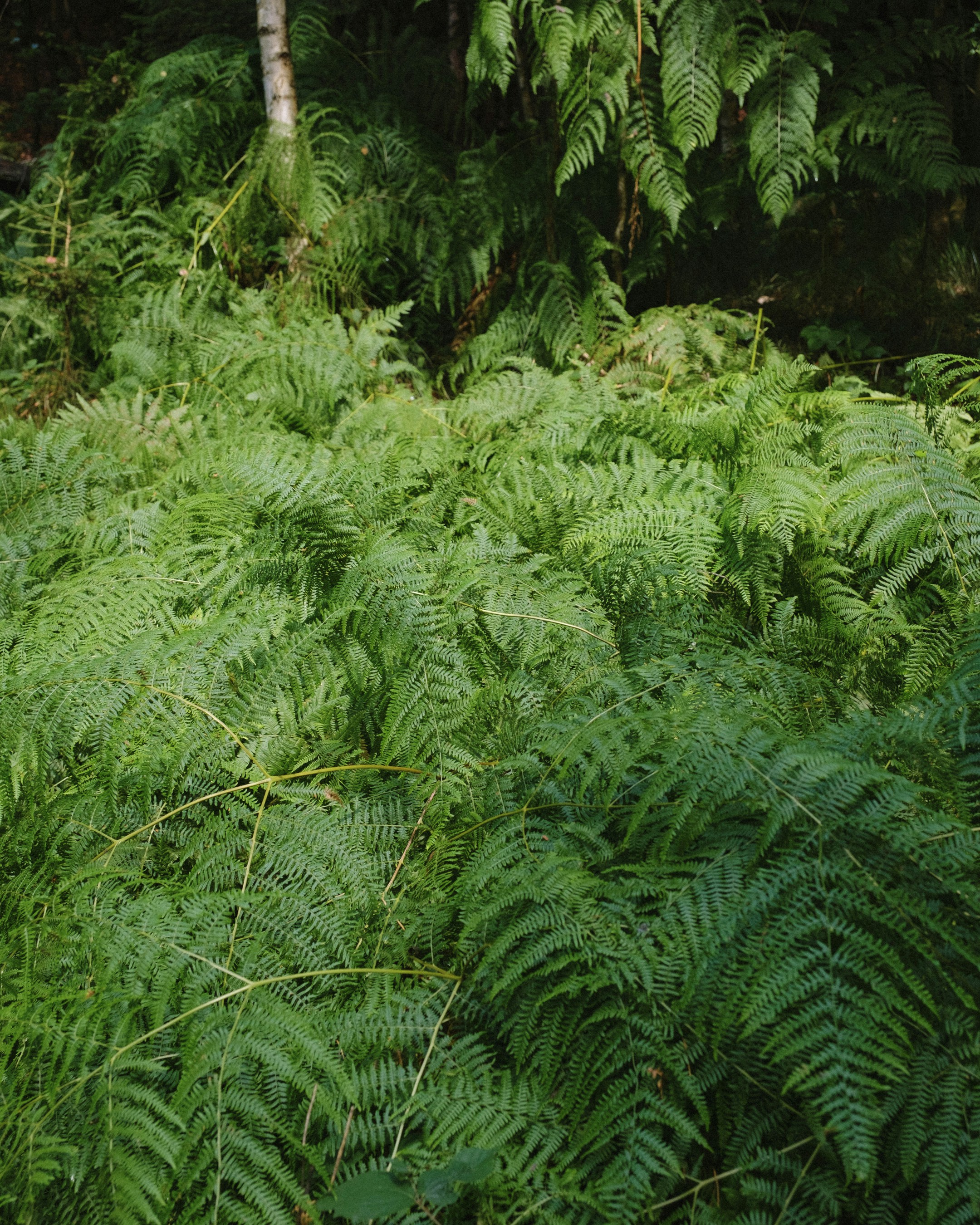 Photo by Genet Schneider with Fujifilm X-H2S