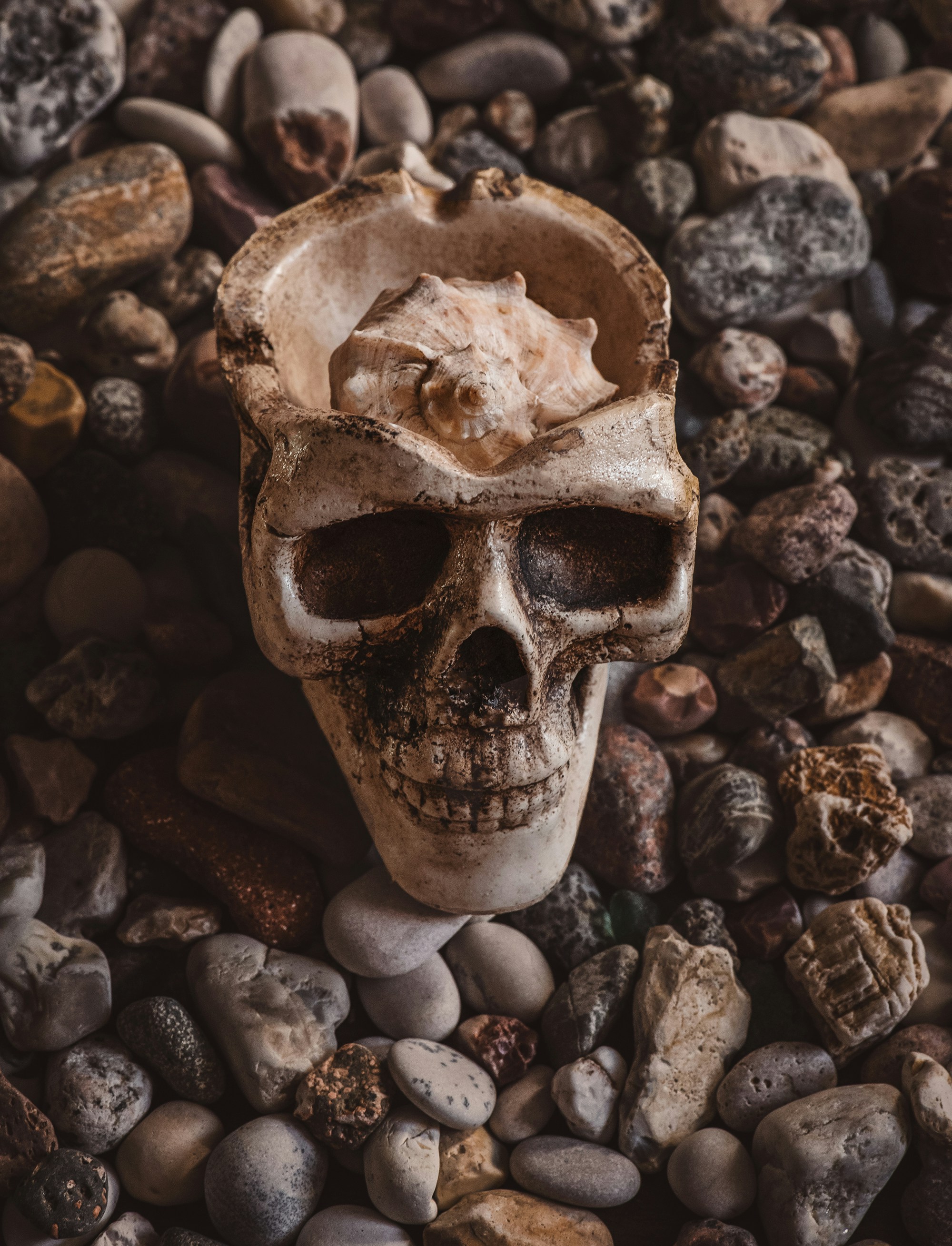 A skull with a flower on its head is surrounded by rocks photo – Free ...