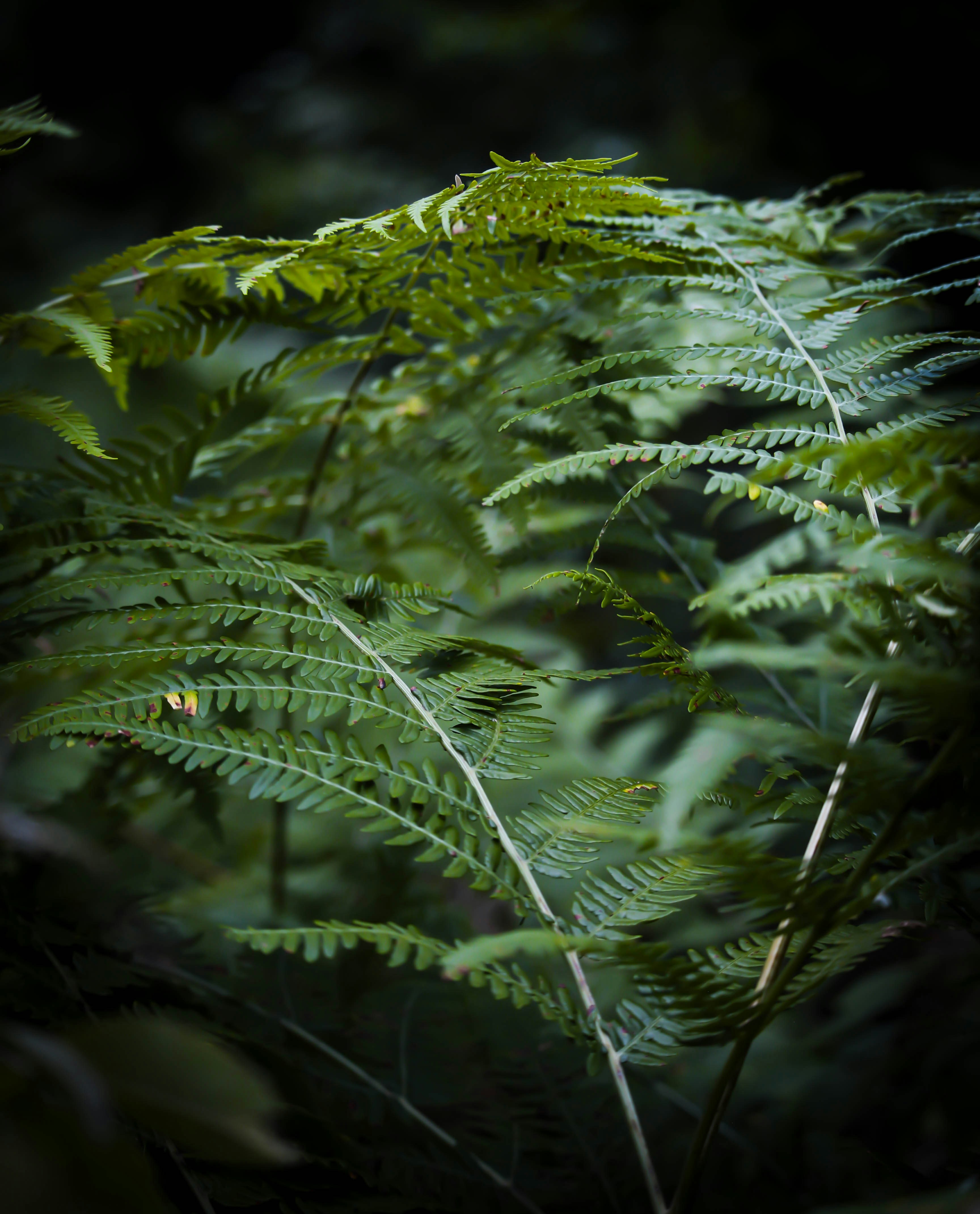 Emerald Fern Crest: Fronds Reaching into the Shade