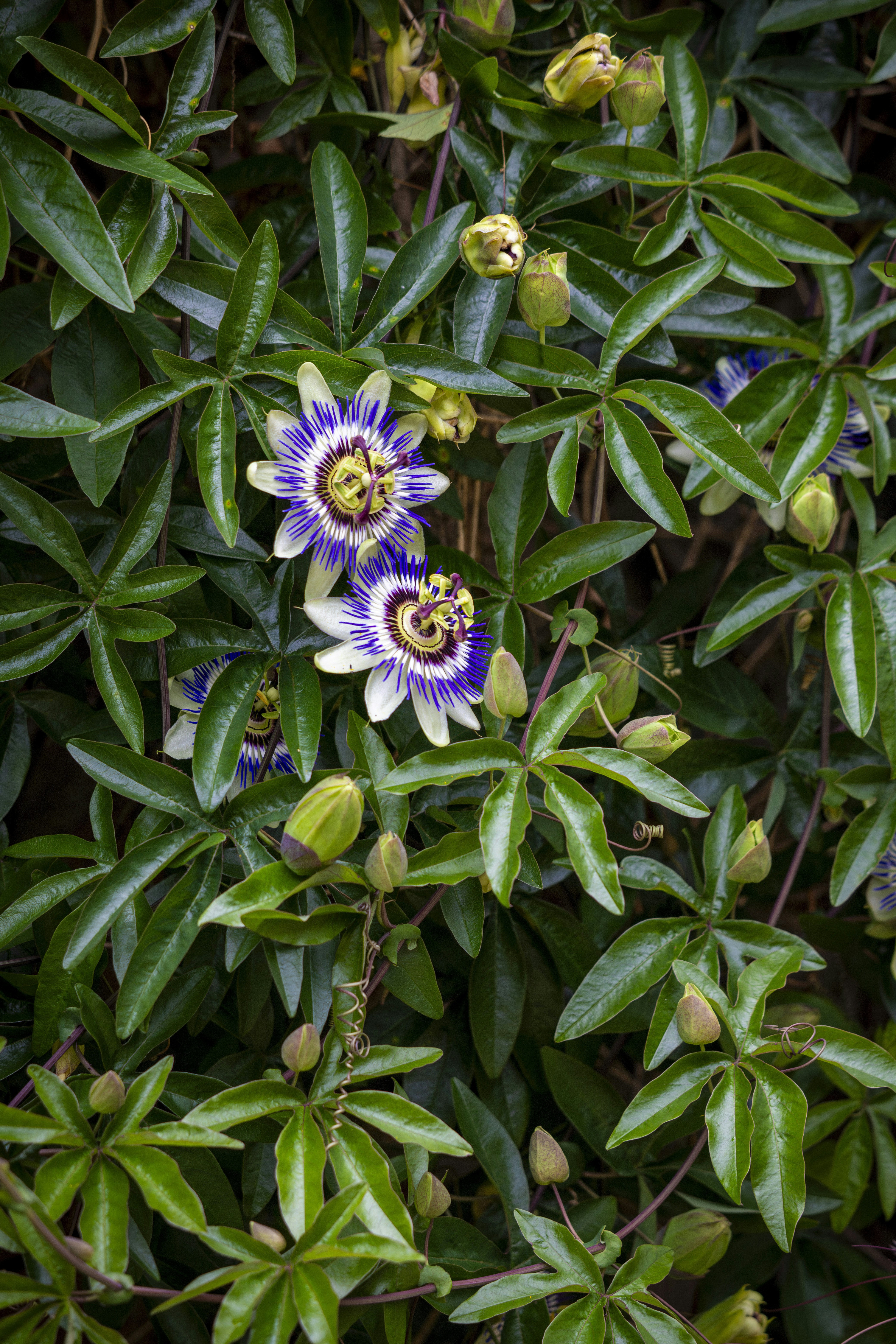 Photo by Ben Hadfield with Canon EOS 6D Mark II