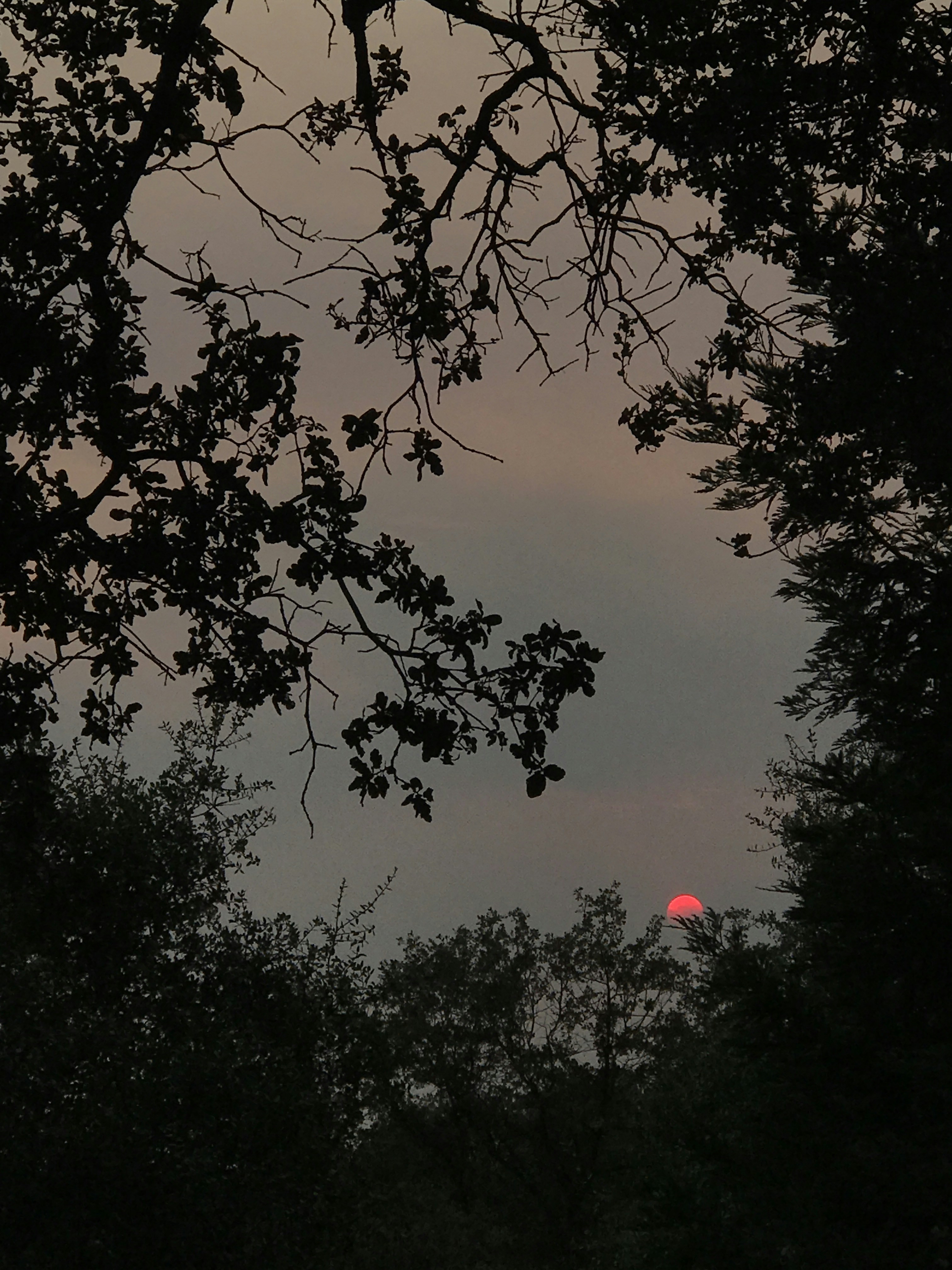 Dusk's Embrace: A Sun's Farewell
