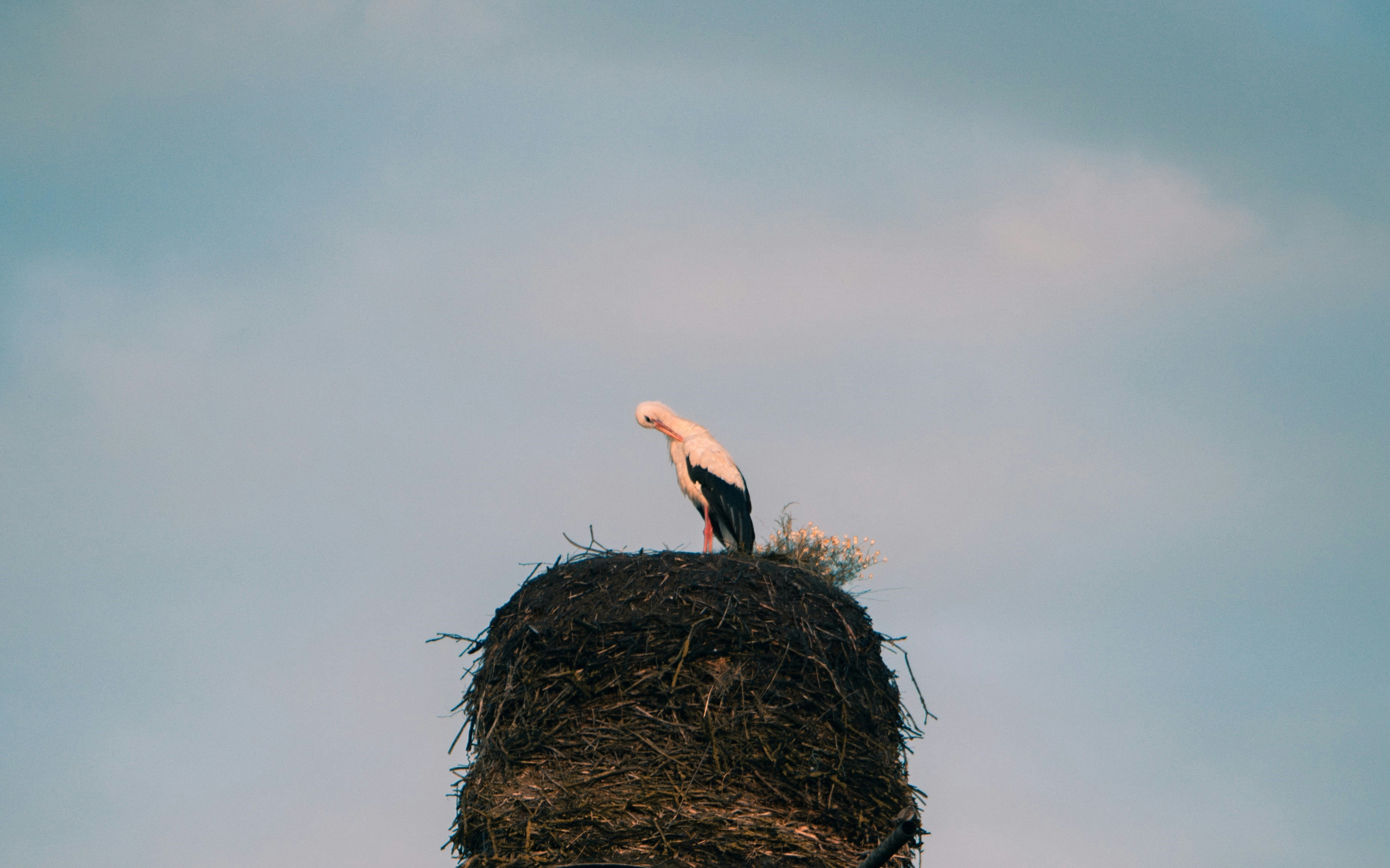 Nesting Sentinel: White Stork on a Weathered Nest Under a Tranquil Sky