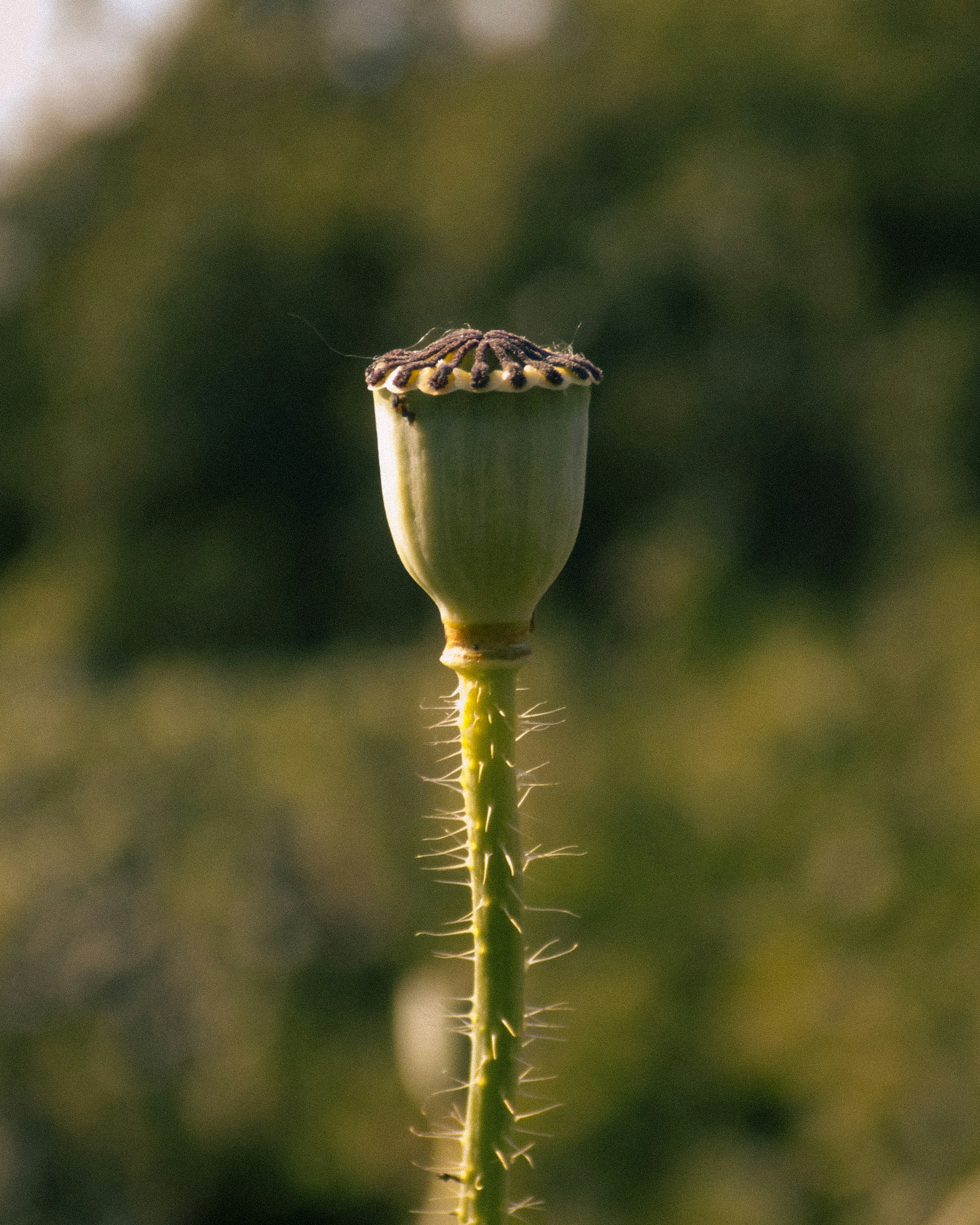Close-up photograph of a green poppy seed pod on a slender stem, with a shallow depth of field creating a smooth, blurred background.