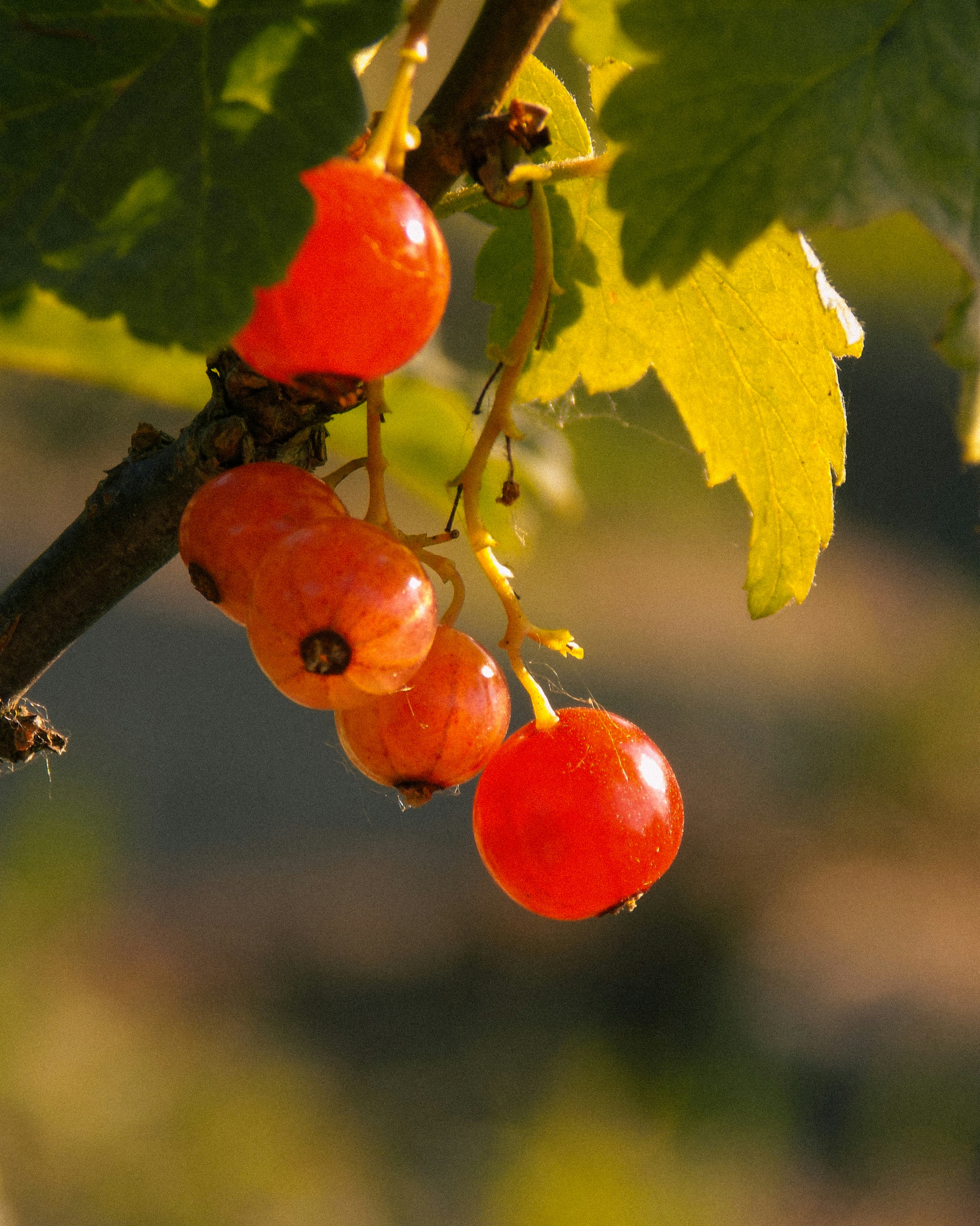 Close-up of red currants hanging from a branch with green leaves, captured in warm sunlight. Shallow depth of field isolates the berries against a soft background.