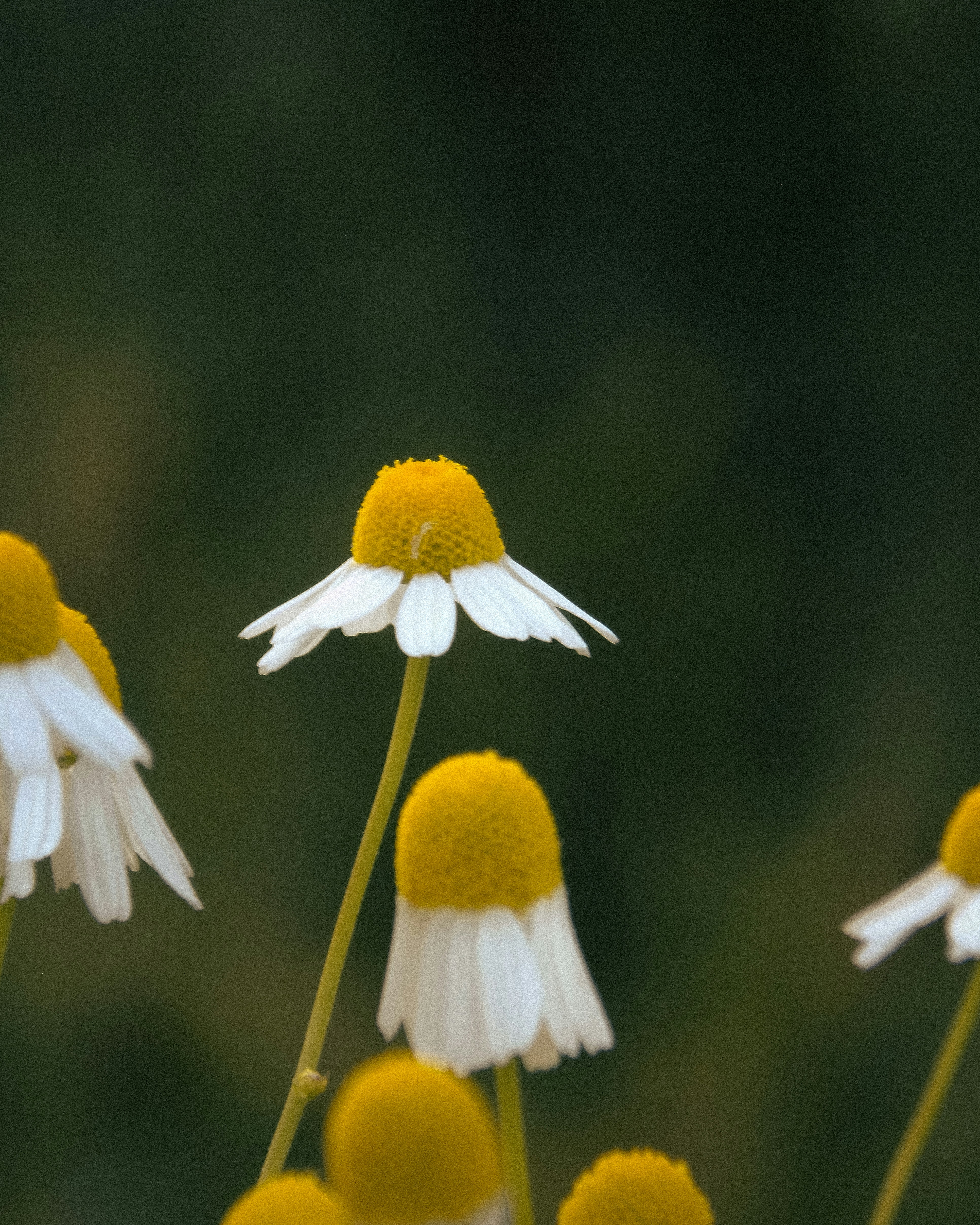 Close-up photograph of white-petaled daisies with bright yellow centers against a soft green background. The shallow depth of field emphasizes the foreground blooms.
